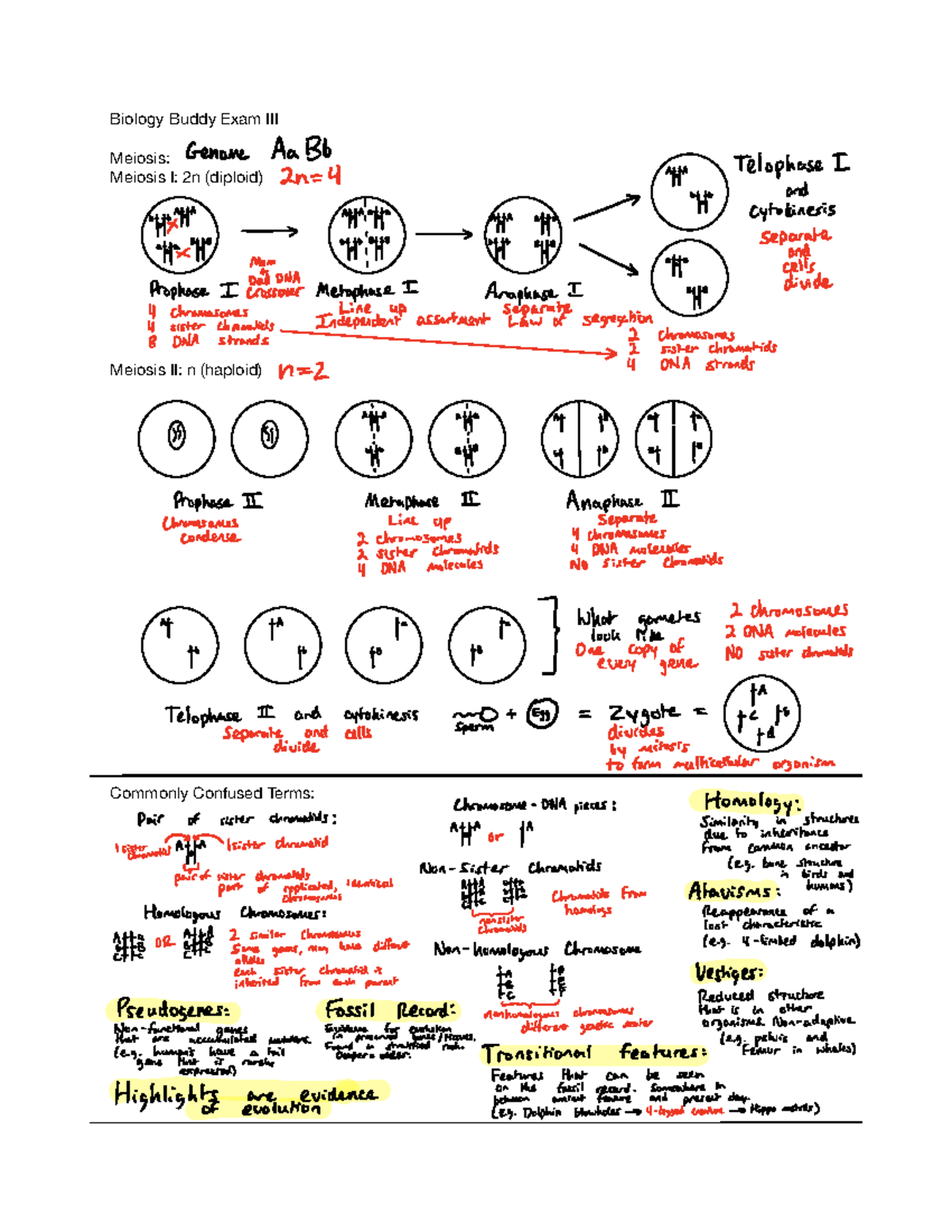 Biology 101: Exam III Study Guide on Meiosis and Genetics Concepts ...