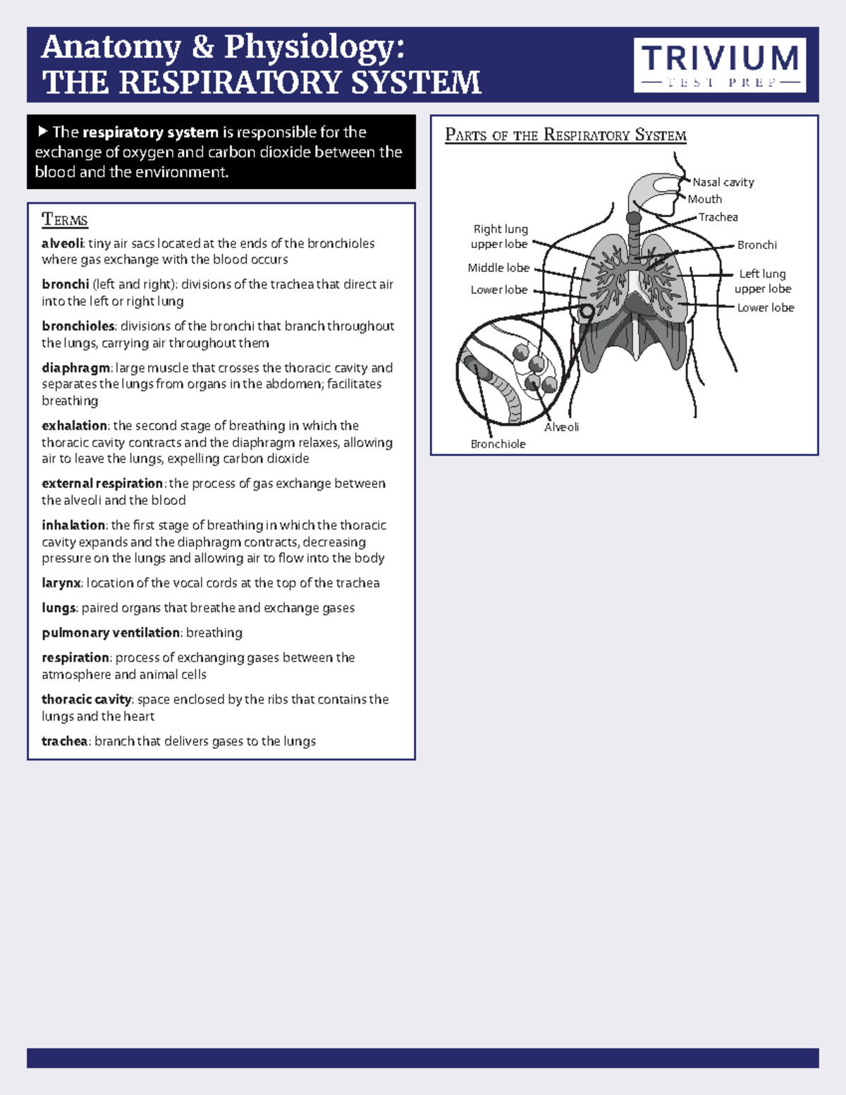 Anatomy Physiology: The Respiratory System Overview (AP 101) - Studocu
