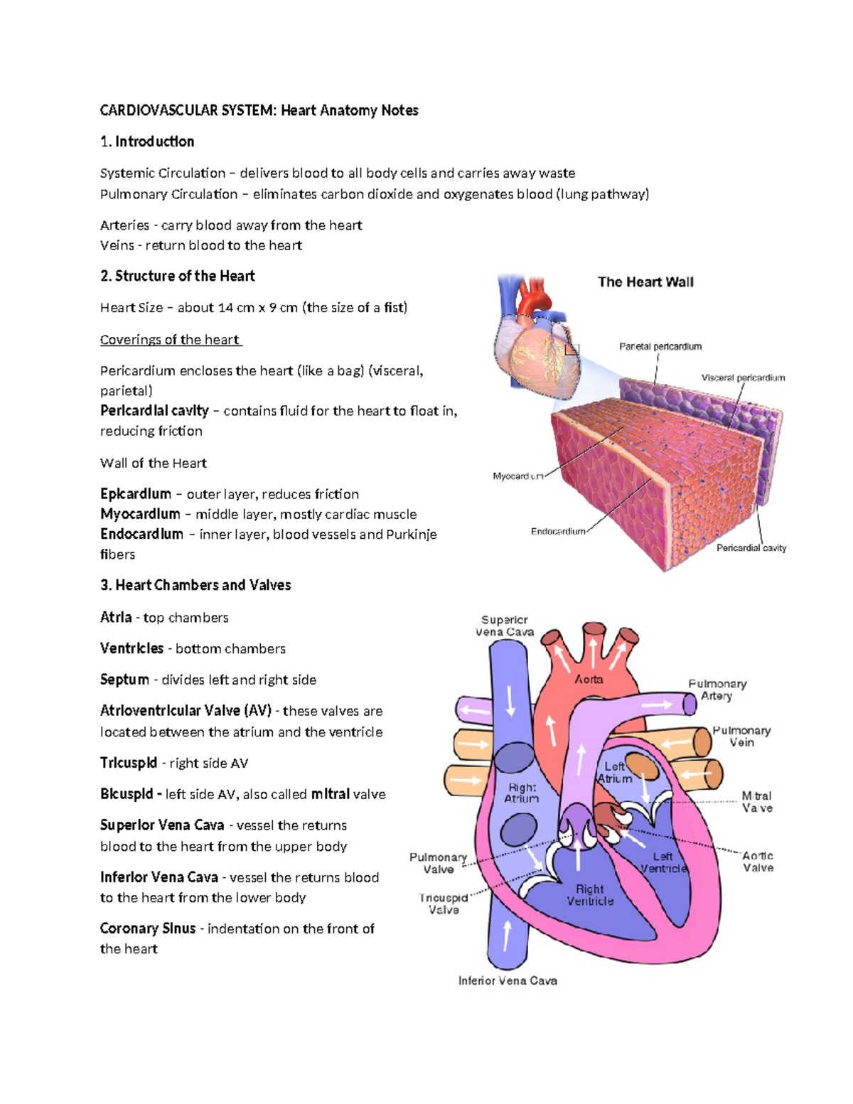 CARDIOVASCULAR SYSTEM: Heart Anatomy & Circulation Notes - Studocu
