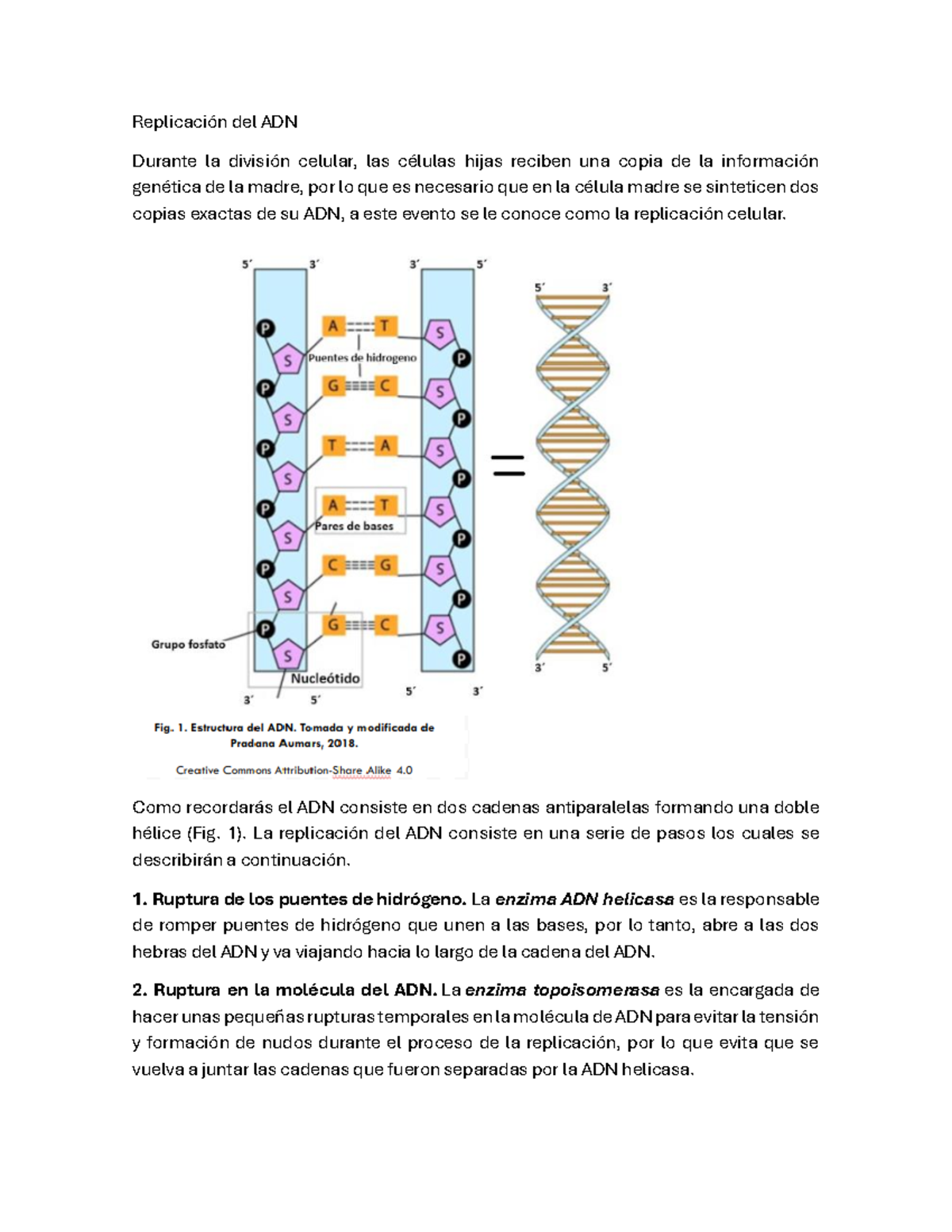 Replicación del ADN - Replicación del ADN Durante la división celular ...