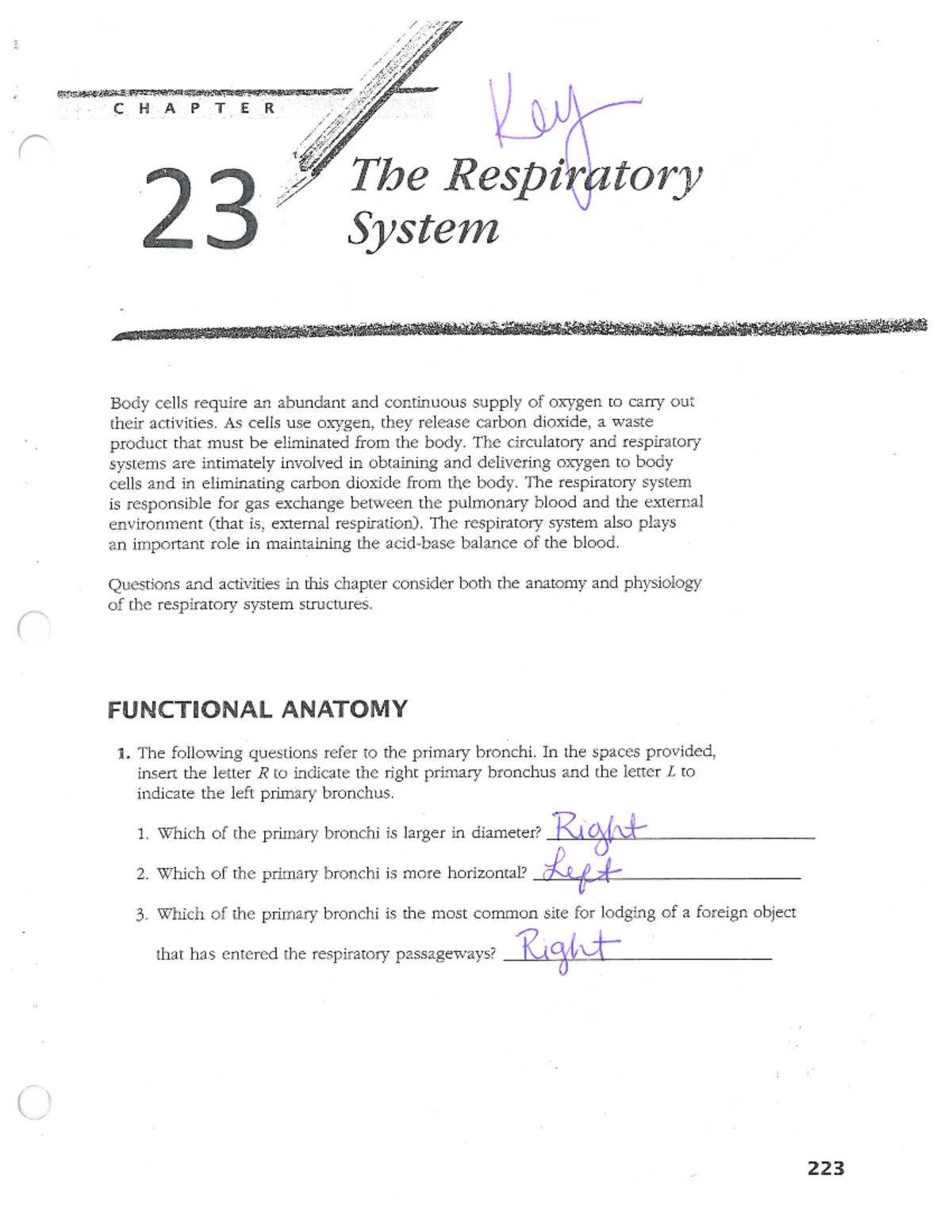 Respiratory system - BIO-202 - Studocu