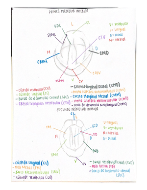 Anatomía del 1er Molar Inferior - Introducción Los molares son ...