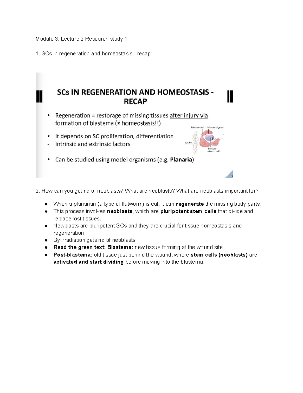 Lifesci 2A03: Lecture 2 on Neoblasts & Regeneration Research Study ...