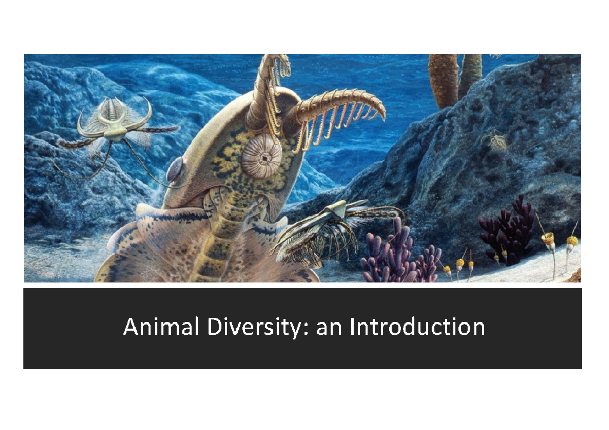 Animal Diversity handout A 4 - Animal Diversity: an Introduction Animal ...
