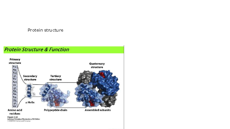 Protein structure - this is lecture notes on first 6 weeks of biochem ...