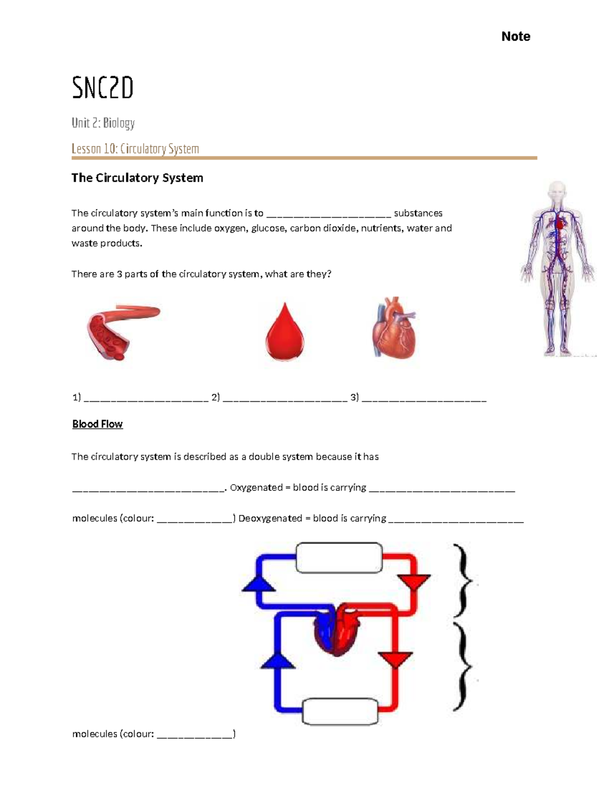 Unit 2 SNC2D Lesson 10: Circulatory System Notes & Practice Questions ...