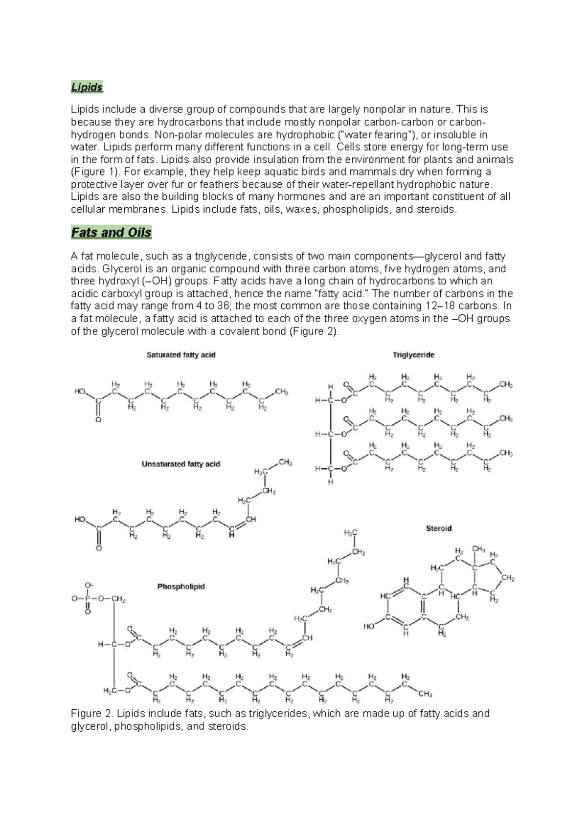 Macromolecules Notes (BIO 101): Understanding Lipids, Carbs, and ...