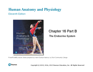 Physiology of Birth: Oxytocin and Positive Feedback Mechanisms ...