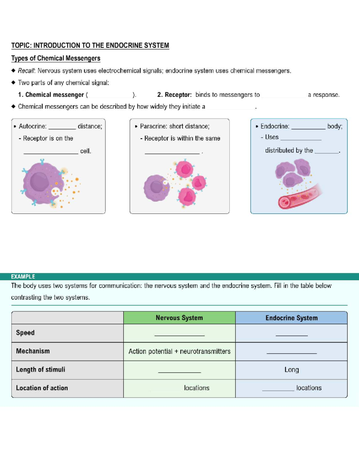Introduction to the Endocrine System: Test 1 Review (6CE1C891) - Studocu