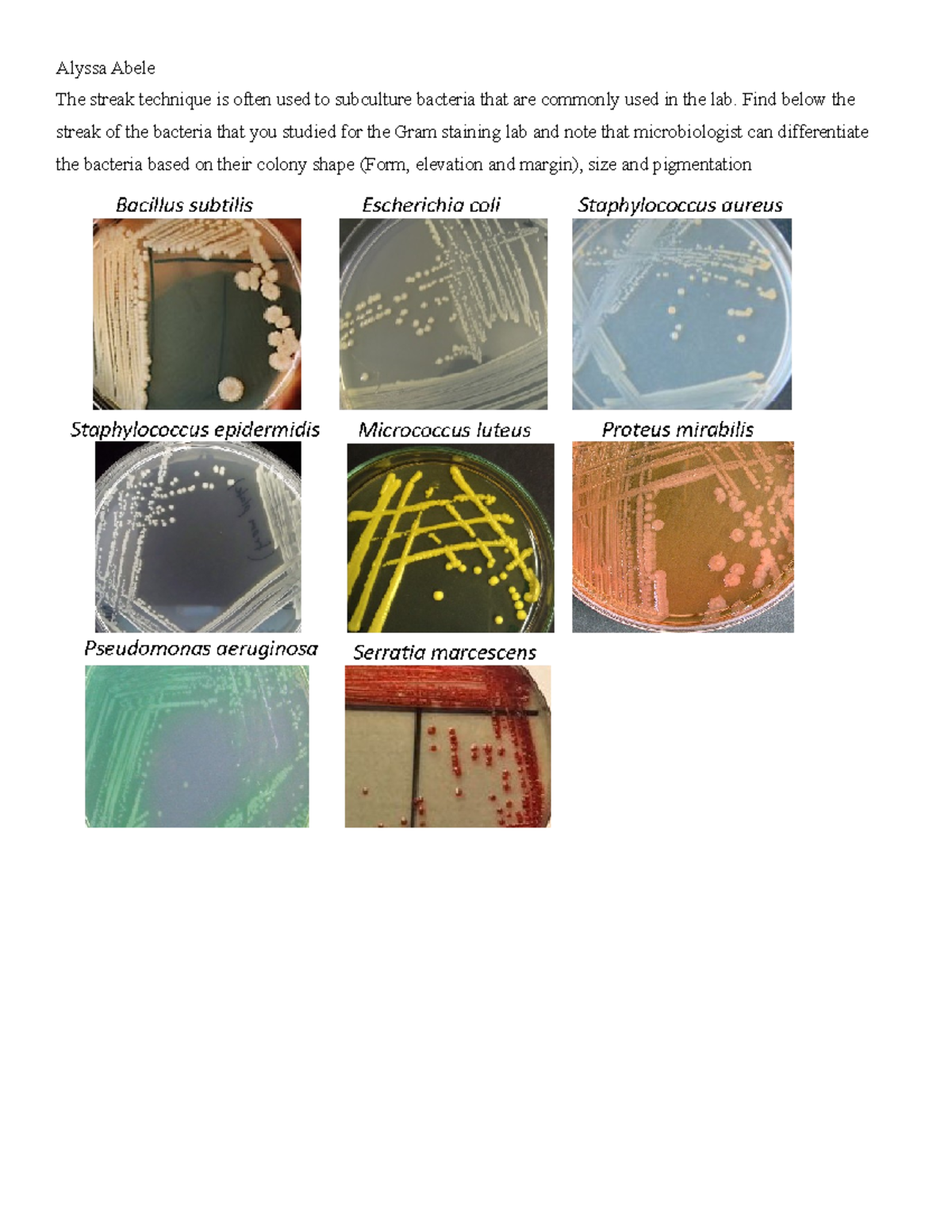 Lab 3: Analysis of Streak Techniques in Gram Staining - Studocu