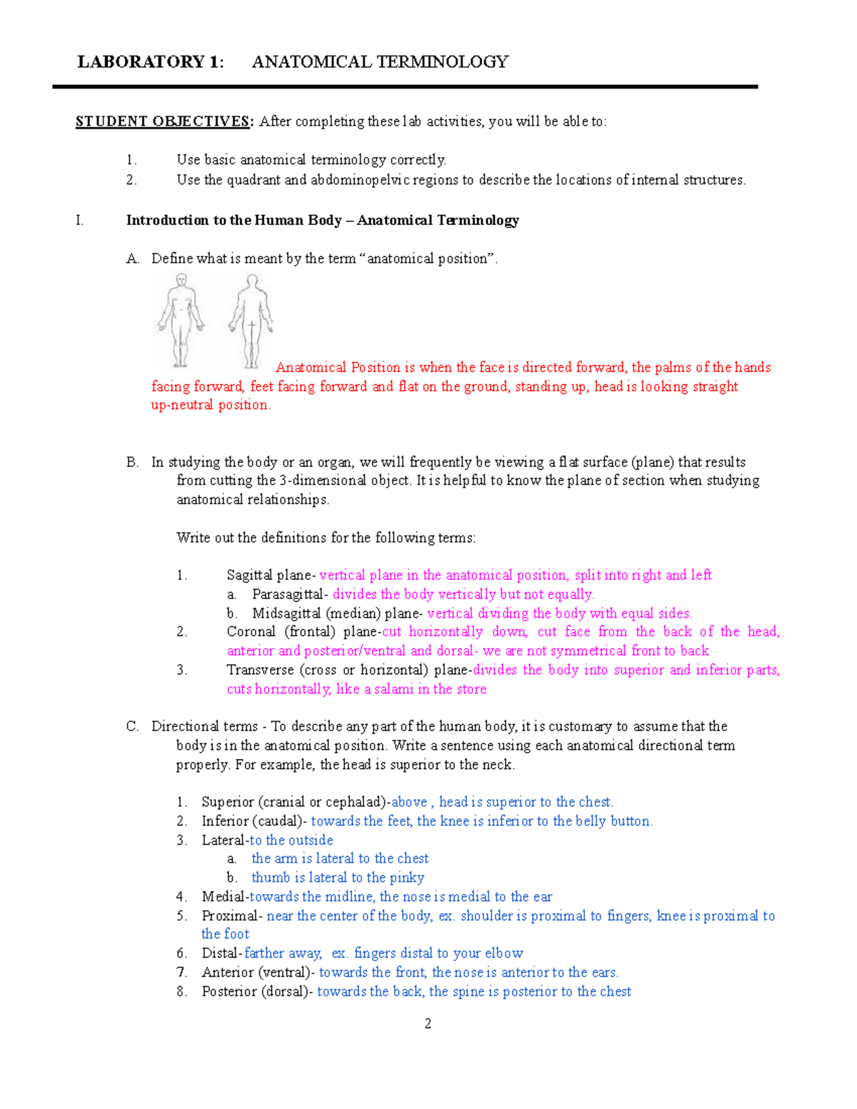 Lab 1: Anatomical Terminology - Understanding Body Positioning & Planes ...