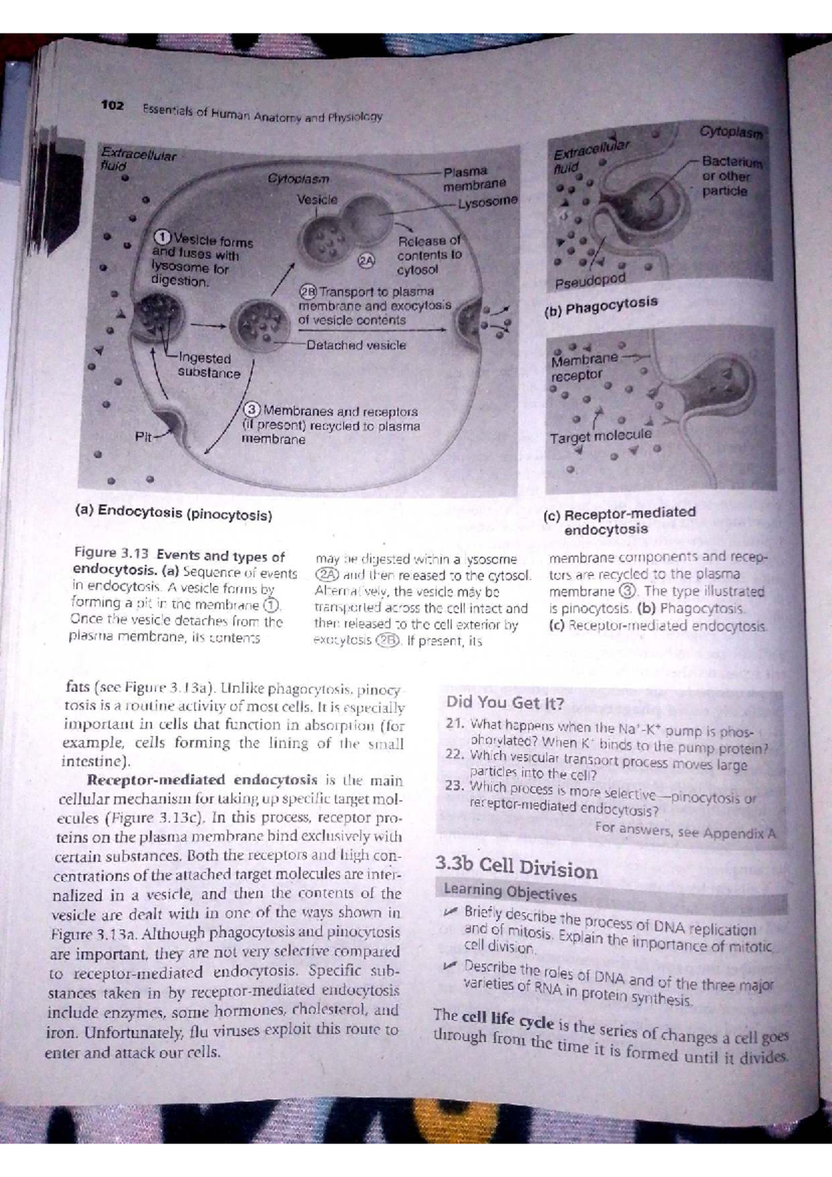102 Essentials of Human Anatomy and Physiology: Chapter 3 - Cells and ...