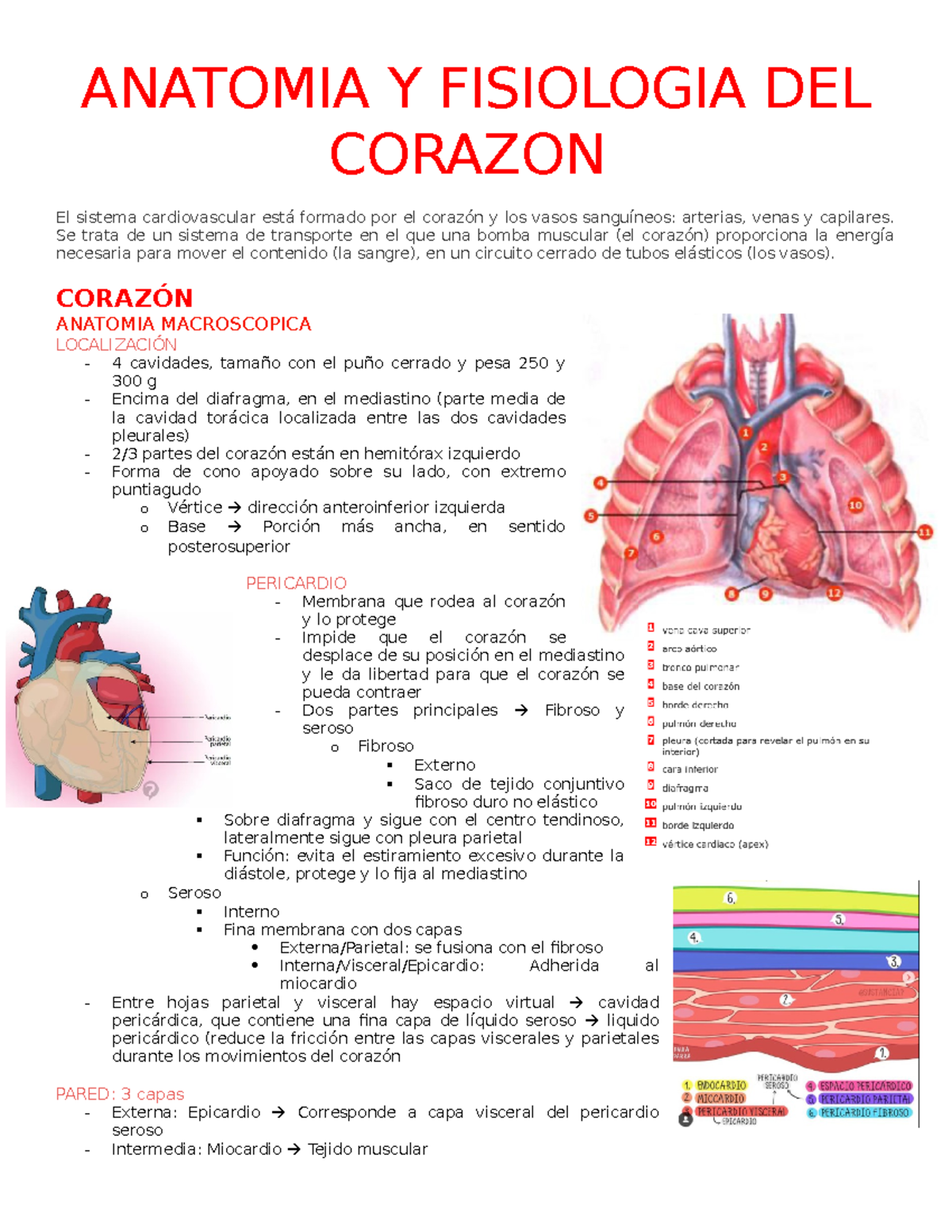 Anatomía y Fisiología del Corazón: Estructura y Función Cardiovascular ...