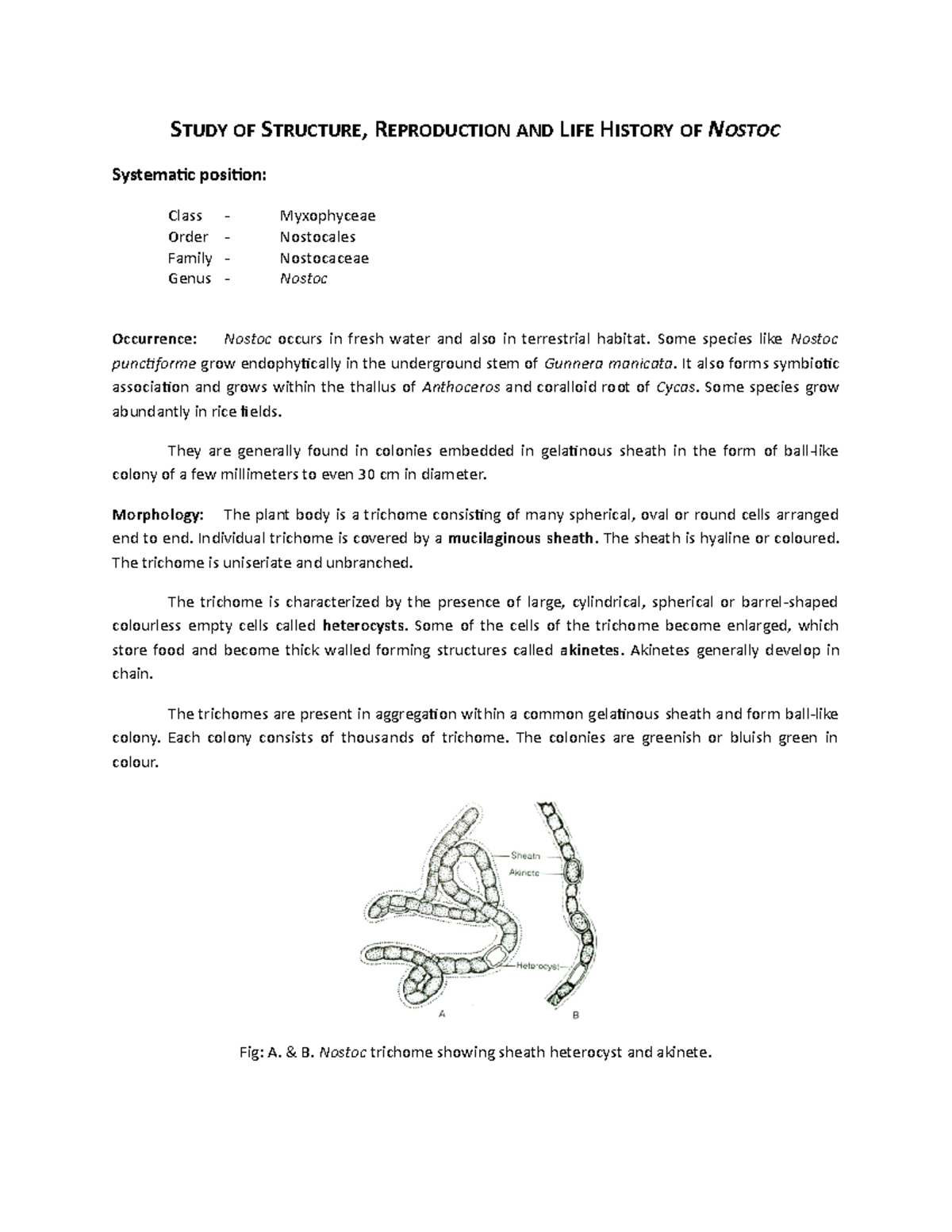 Nostoc Structure, Reproduction & Life Cycle Study (Myxophyceae) - Studocu