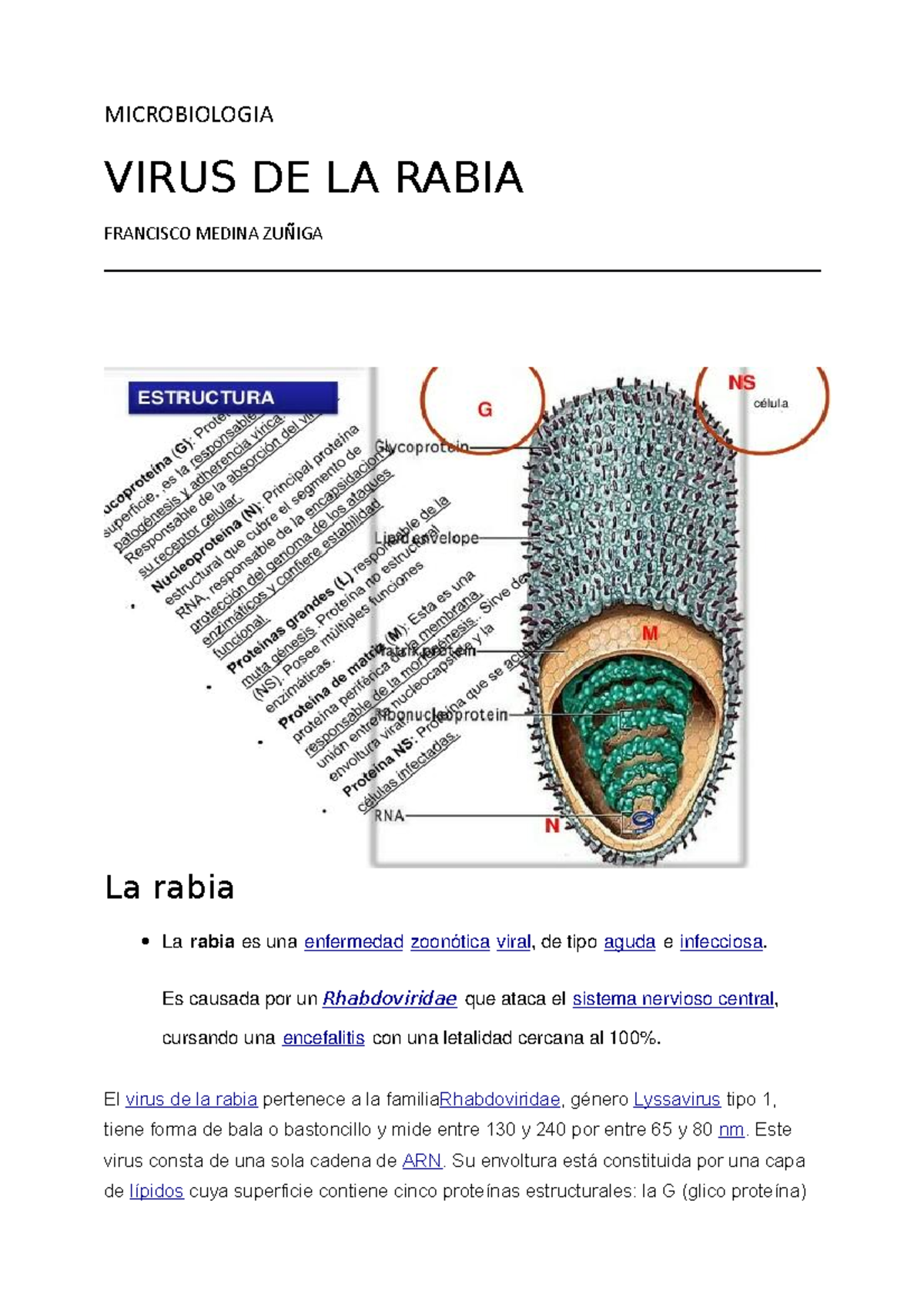 Estructura Del Virus De La Rabia Rabia Instituto Balmis De Vacunas