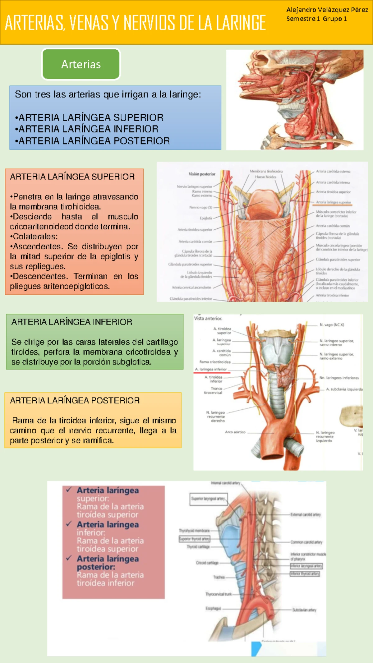 Arterias, Venas Y Nervios DE LA Faringe - ARTERIAS, VENAS Y NERVIOS DE ...