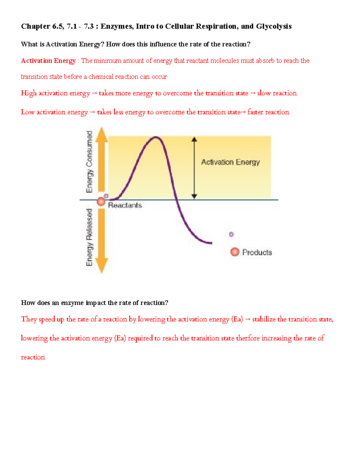 Biology 101: Final Exam Notes on Enzymes & Cellular Respiration - Studocu