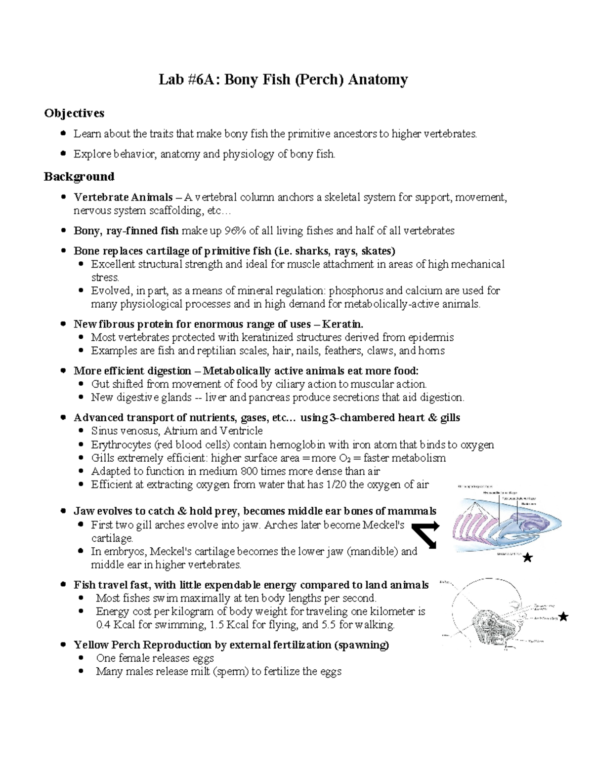 Lab #6: Anatomy and Physiology of Bony Fish (Perch) and Frogs - Lab #6A ...