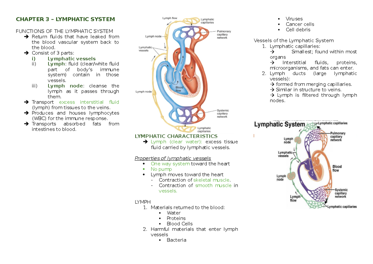 CHP3 Self-notes - notes - CHAPTER 3 – LYMPHATIC SYSTEM FUNCTIONS OF THE ...