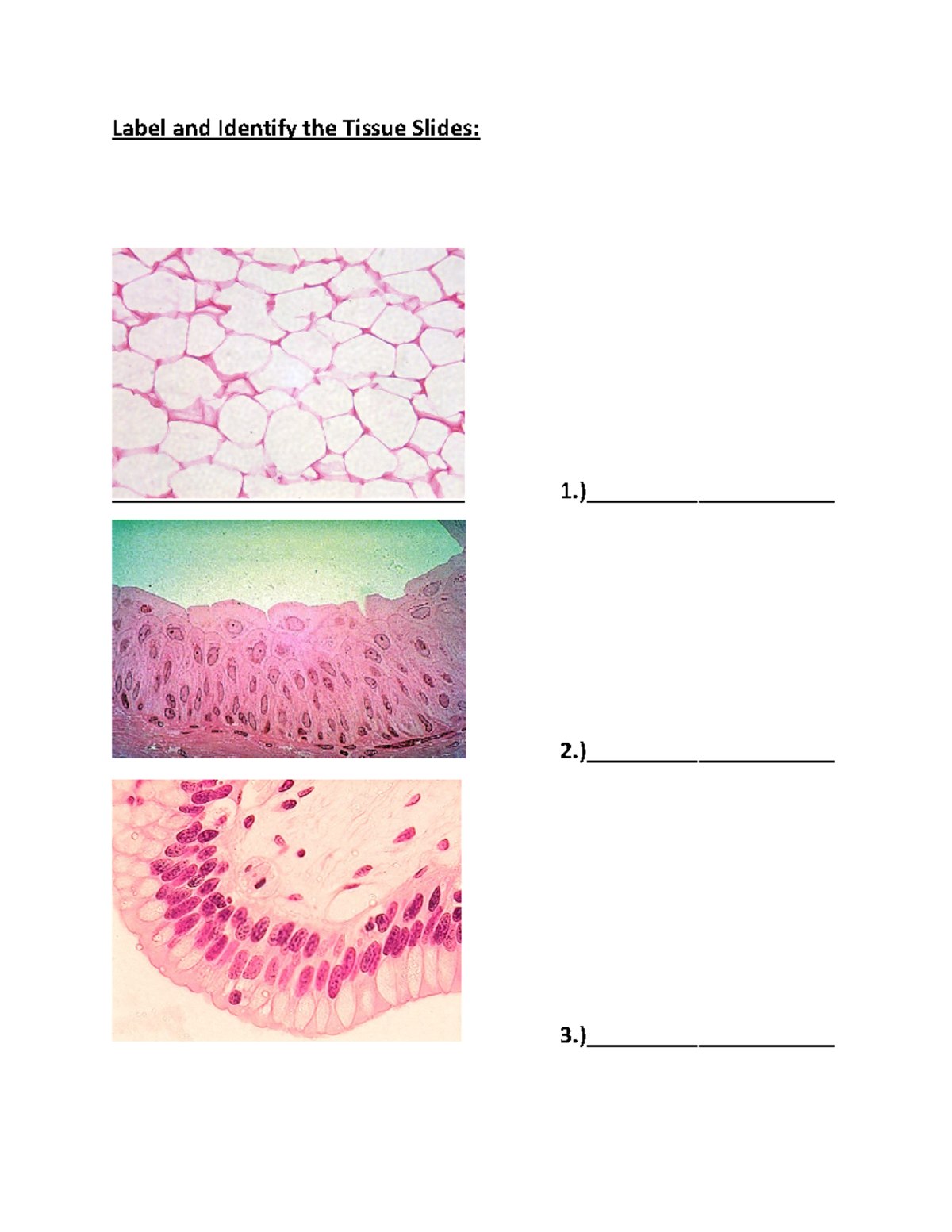 Label and Identify the Tissue Slides - ARTS 1301 - ) 2.) 3.) 4.) 5.) 6 ...