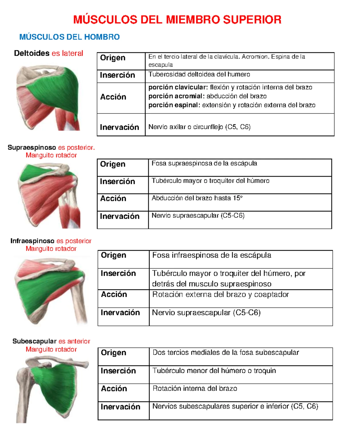 Musculos - Todos los músculos con inervación, irrigación, función ...