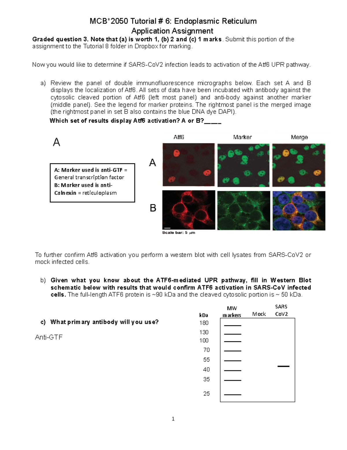 MCB*2050 Tutorial 6: Investigating Atf6 UPR Activation in SARS-CoV2 ...