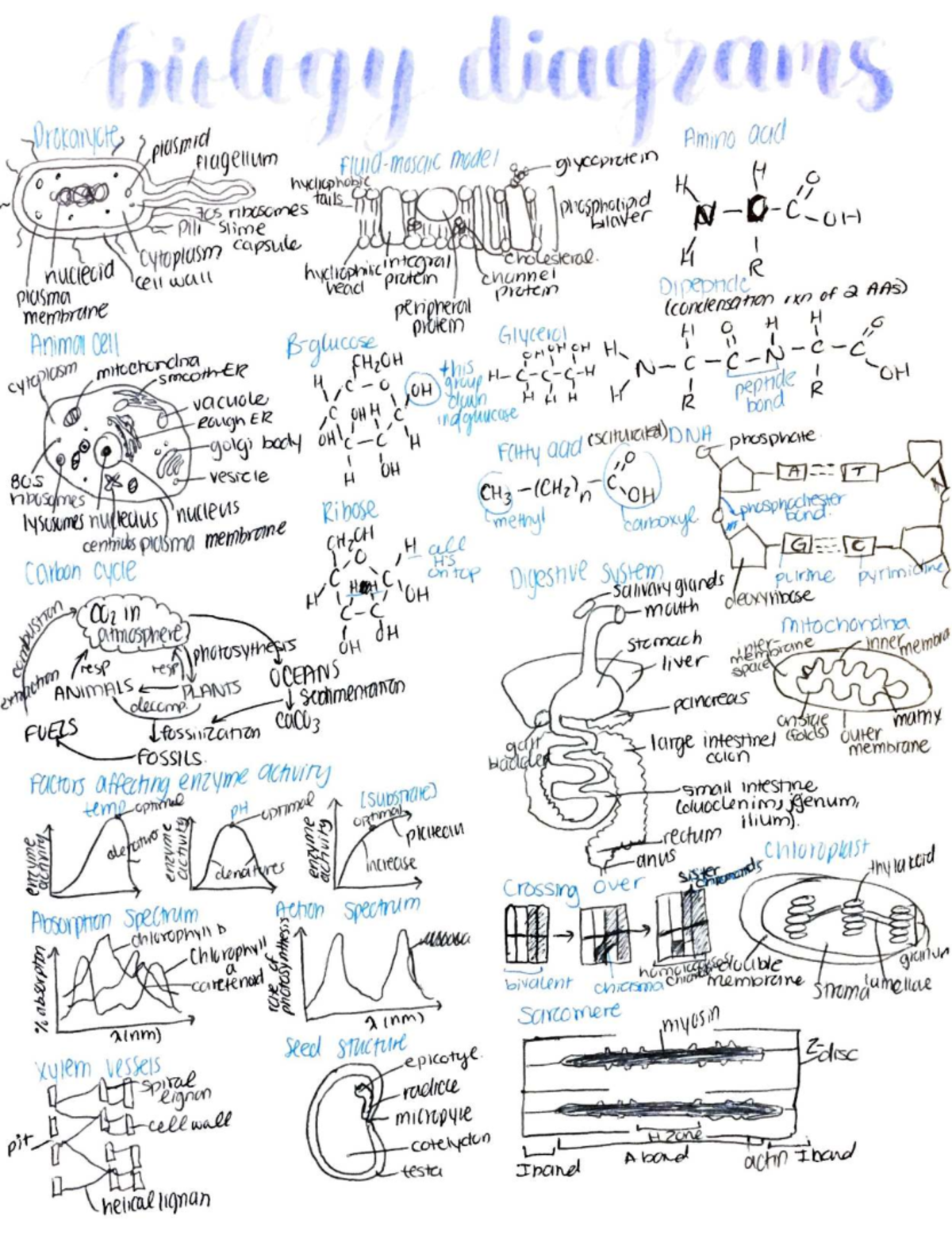 IB HL Biology Comprehensive Study Guide: Nucleic Acids, Metabolism, and ...