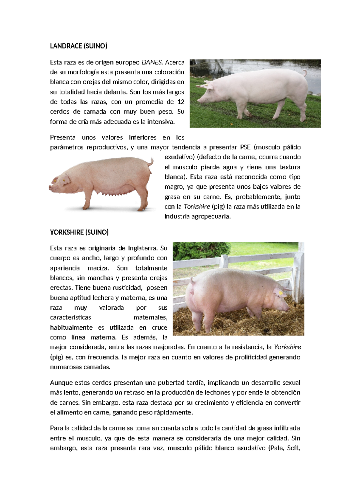 Razas de Cerdos y sus Características: Landrace y Yorkshire - Studocu