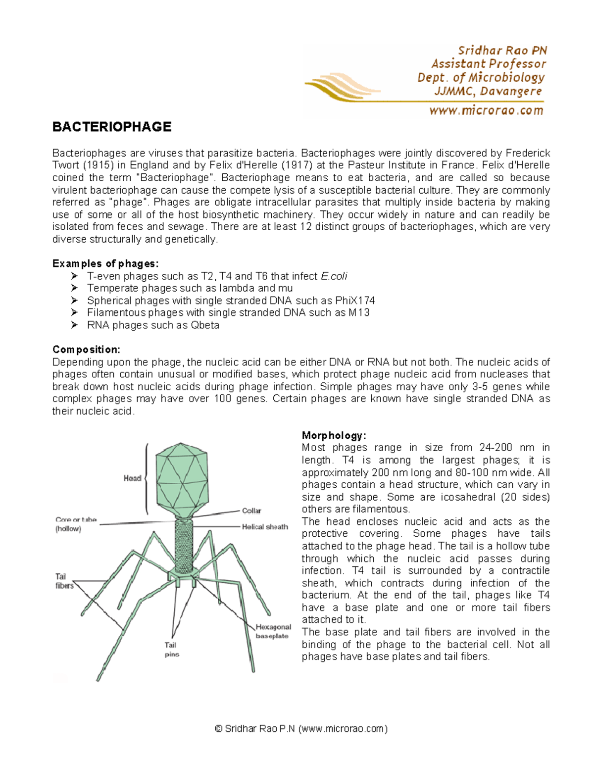 Bacteriophage Overview: Structure, Life Cycle, and Significance - Studocu