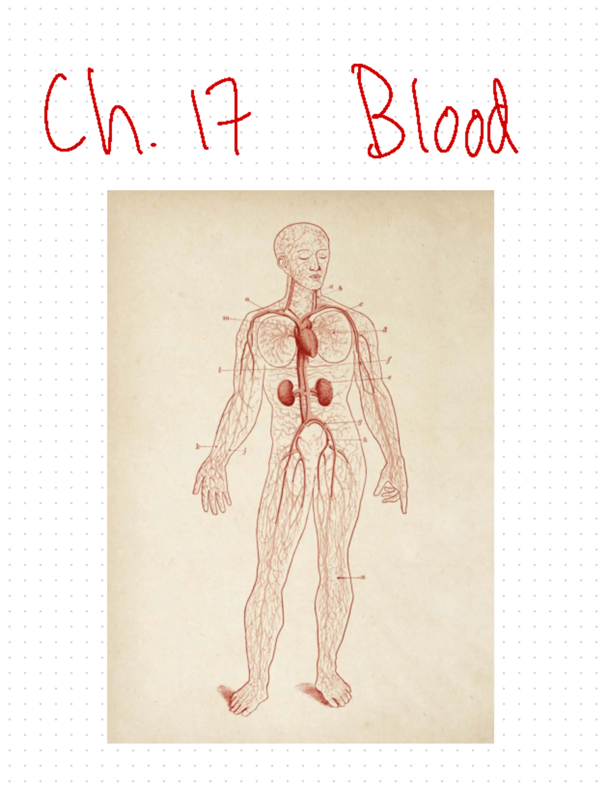 BSC2086 - Blood Notes - Ch P Blood Ch P Blood Blood is the transport ...