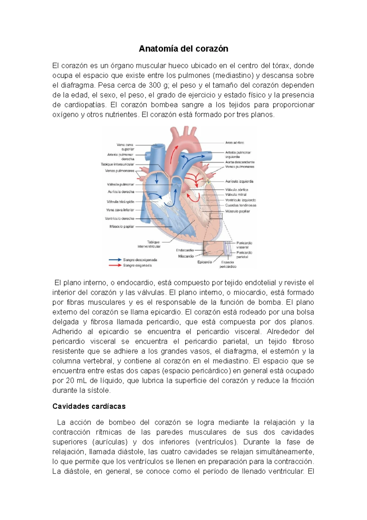 Vascularización del corazón - Los vasos sanguíneos del corazón ...