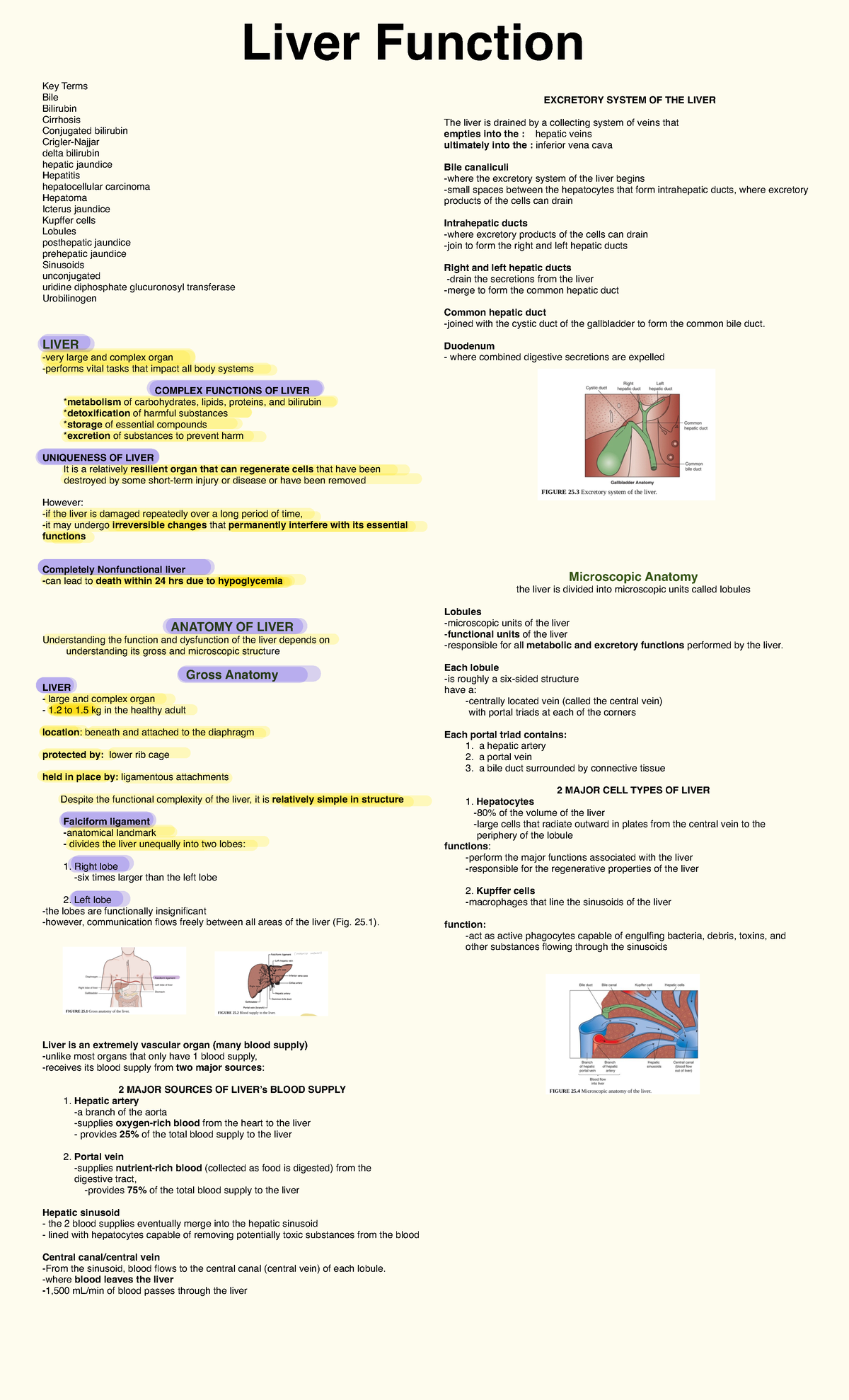 Livernhhhhhhhggyy - Liver Function Key Terms Bile Bilirubin Cirrhosis ...