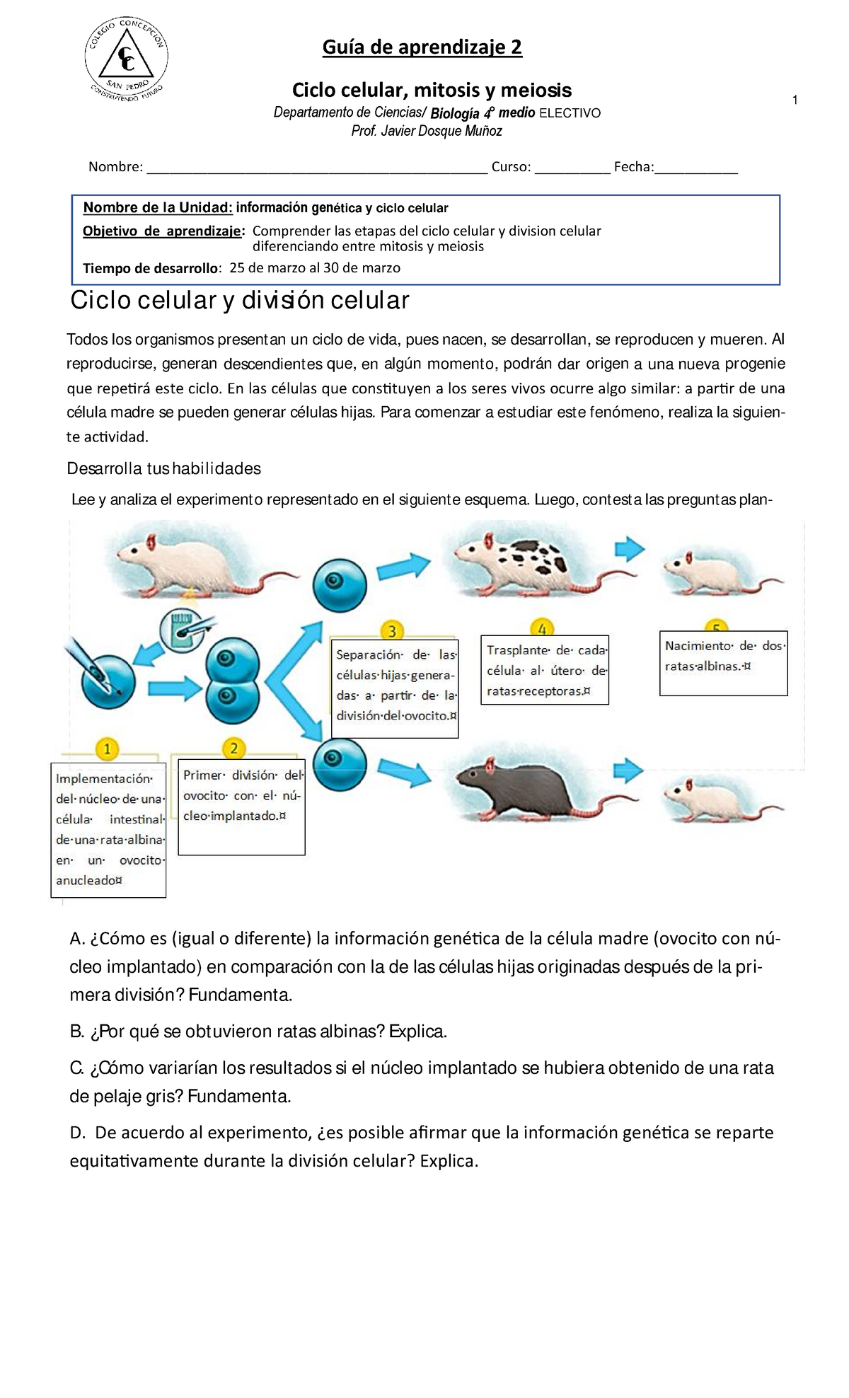 Hoja De Trabajo Sobre Mitosis Y Meiosis: Clave De Respuestas