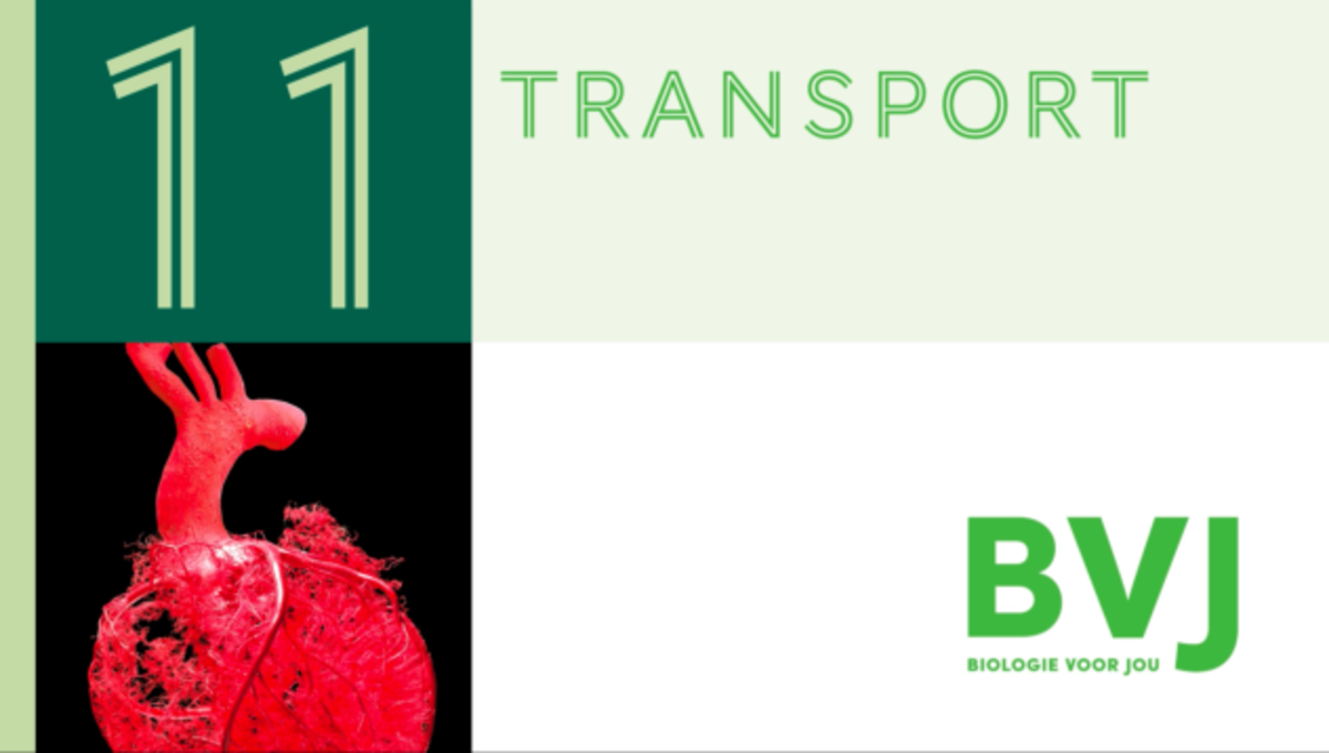 Biologie Transport BVJ: De Bouw en Werking van het Hart - Studeersnel