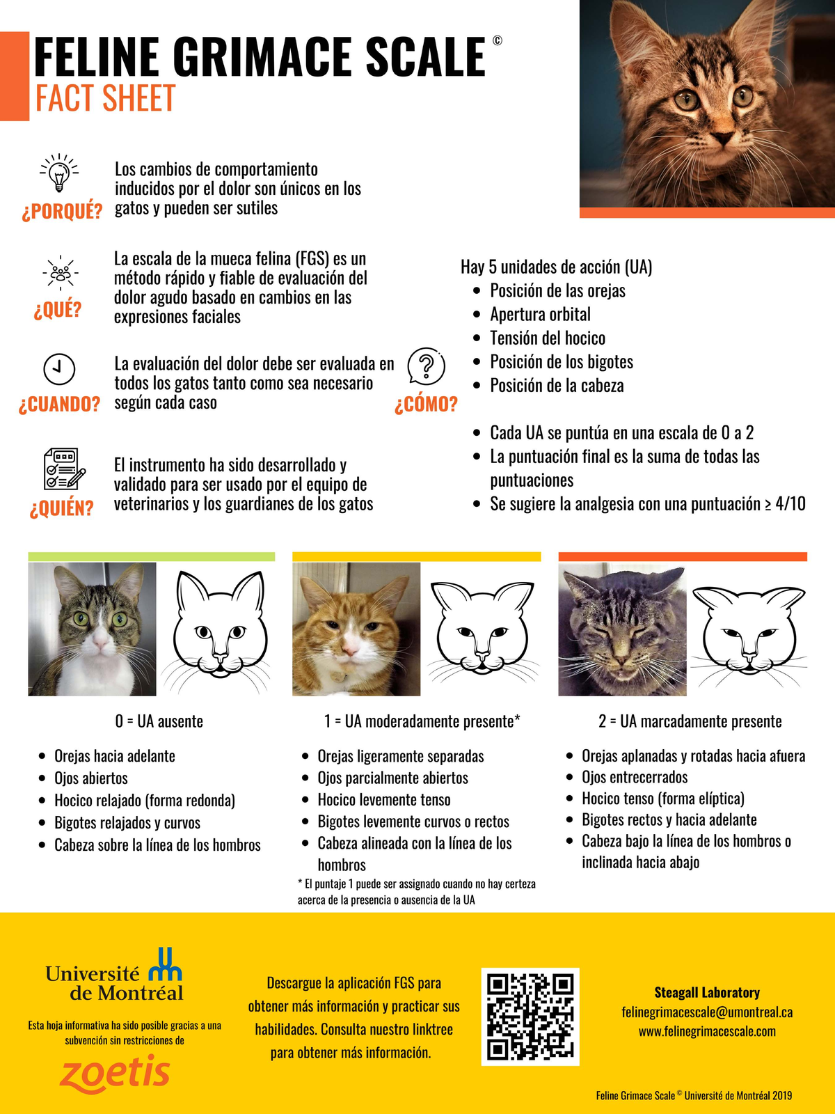 FELINE GRIMACE SCALE FACT SHEET: Evaluación del Dolor en Gatos - Studocu