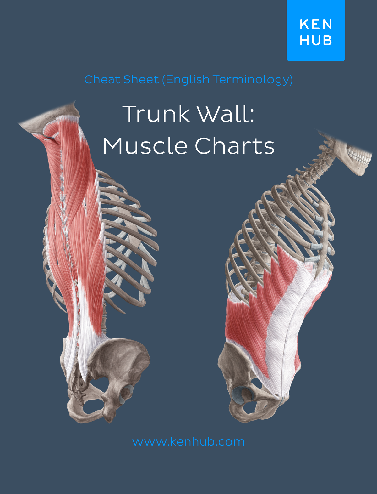 Muscle Charts Cheat Sheet: Trunk Muscles Overview (ENG 101) - Studocu