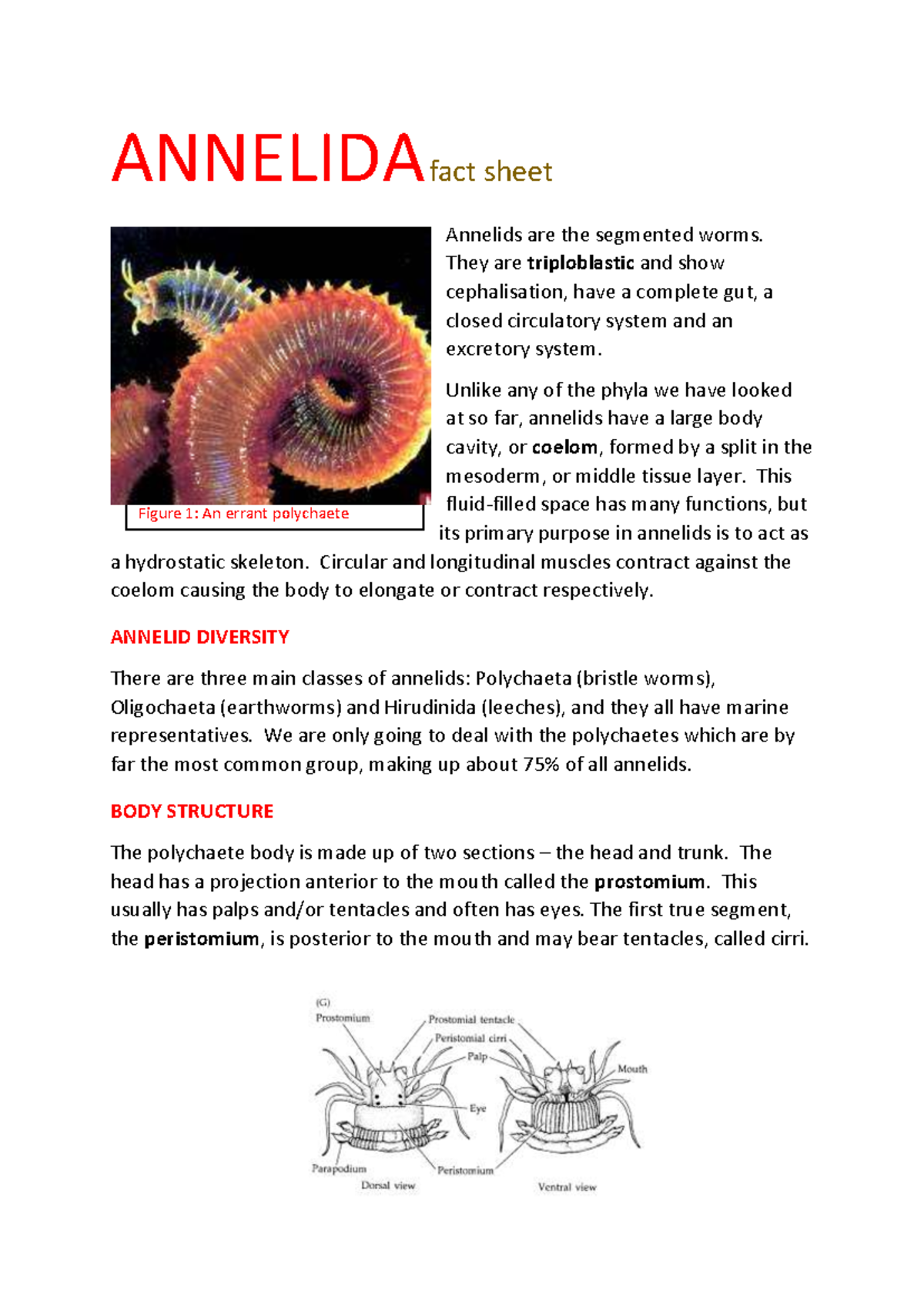 Annelida Overview: Structure, Diversity, and Reproduction - Studocu