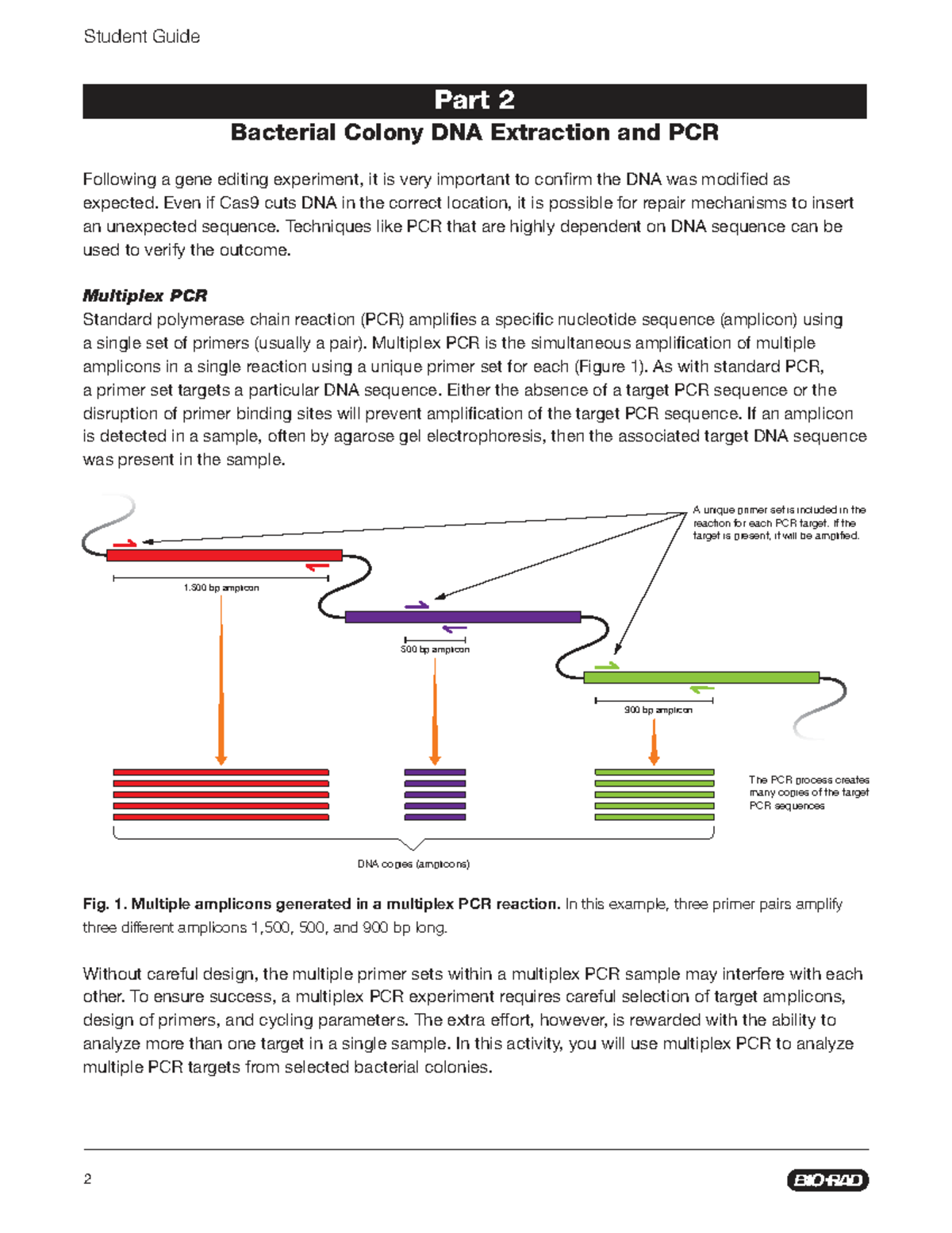 Using Multiplex PCR to Confirm Gene Editing in Bacterial Colonies (BIO ...