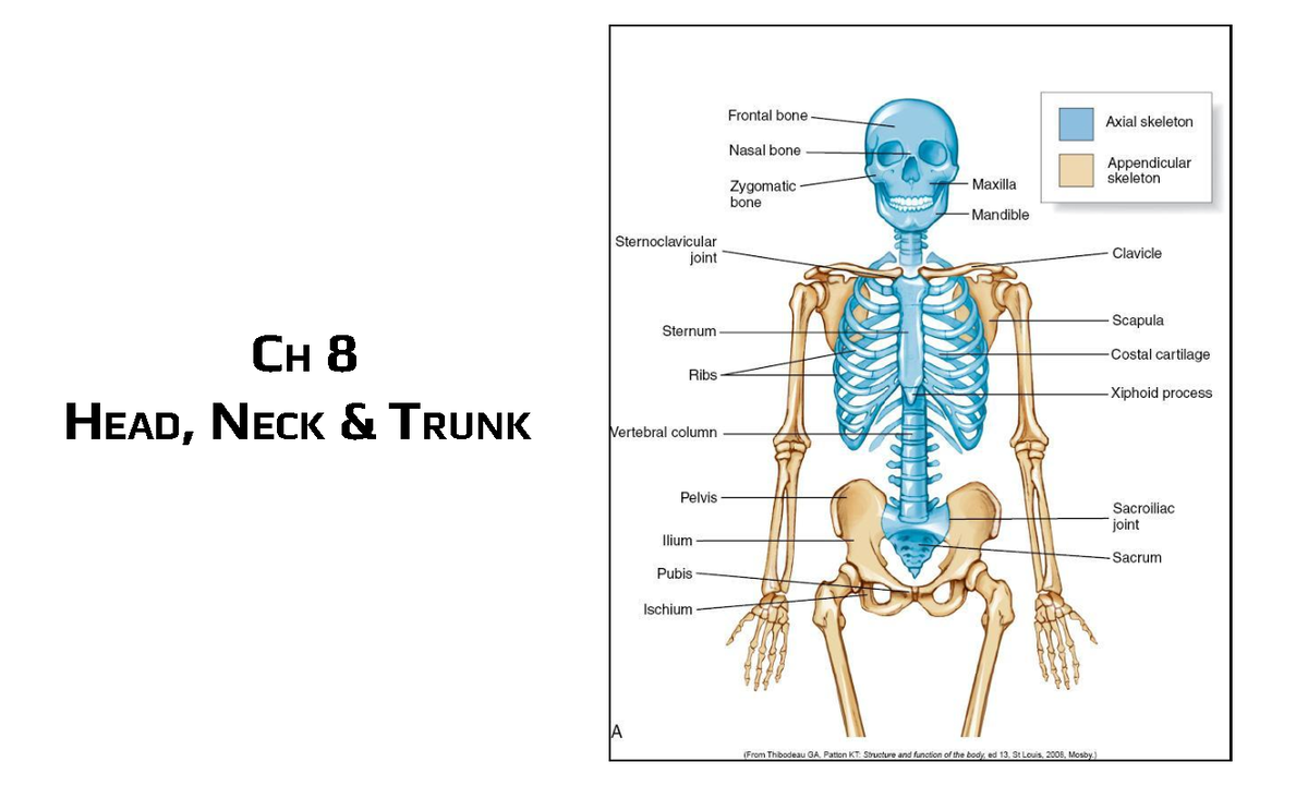 Ch 8 Lecture: Spine Anatomy & Function in Human Movement I - Studocu