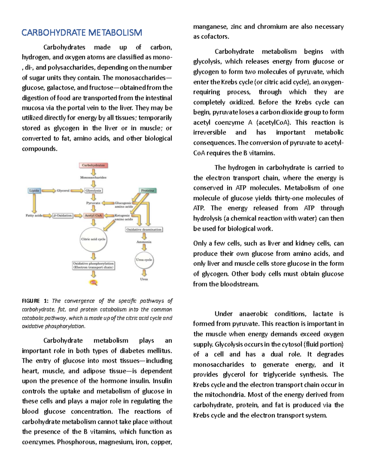 Carbohydrate Metabolism Lecture Notes (Part III) - Studocu