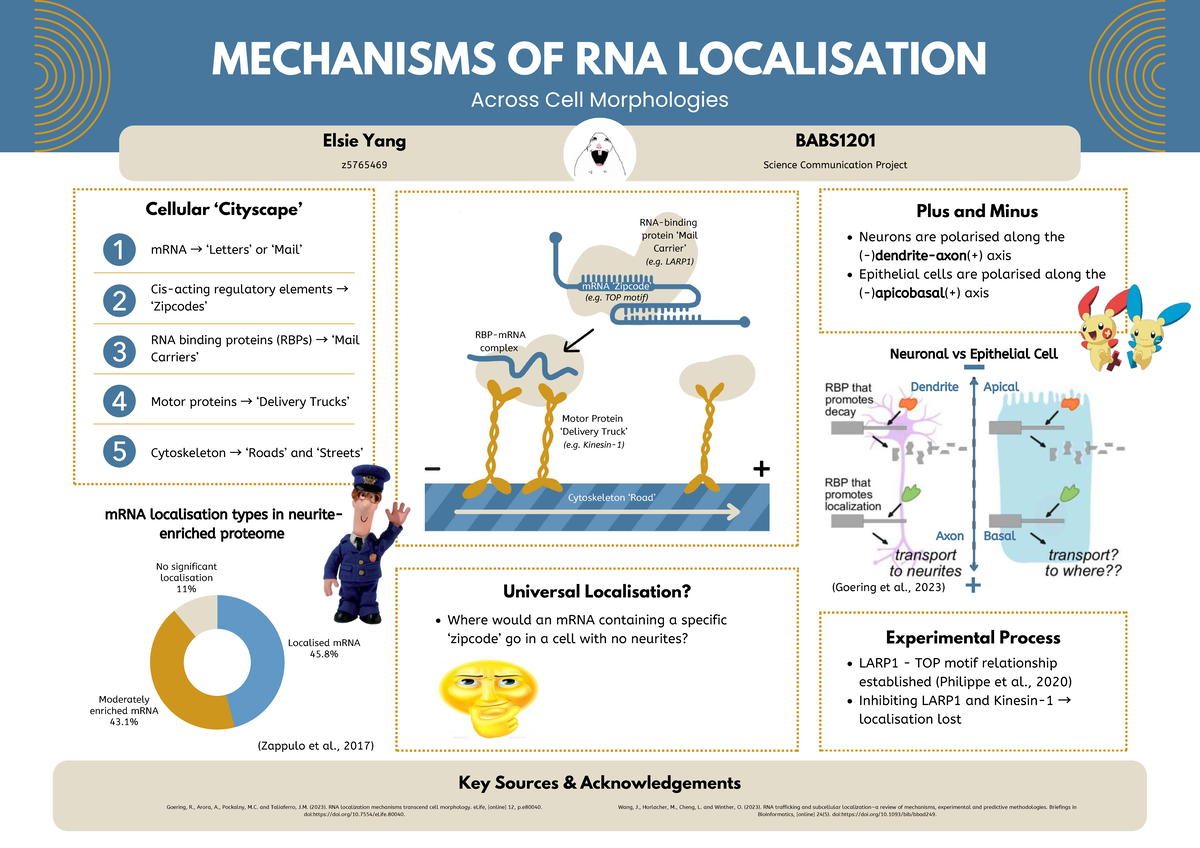 BABS1201 Science Communication: RNA Localization Mechanisms Visual ...
