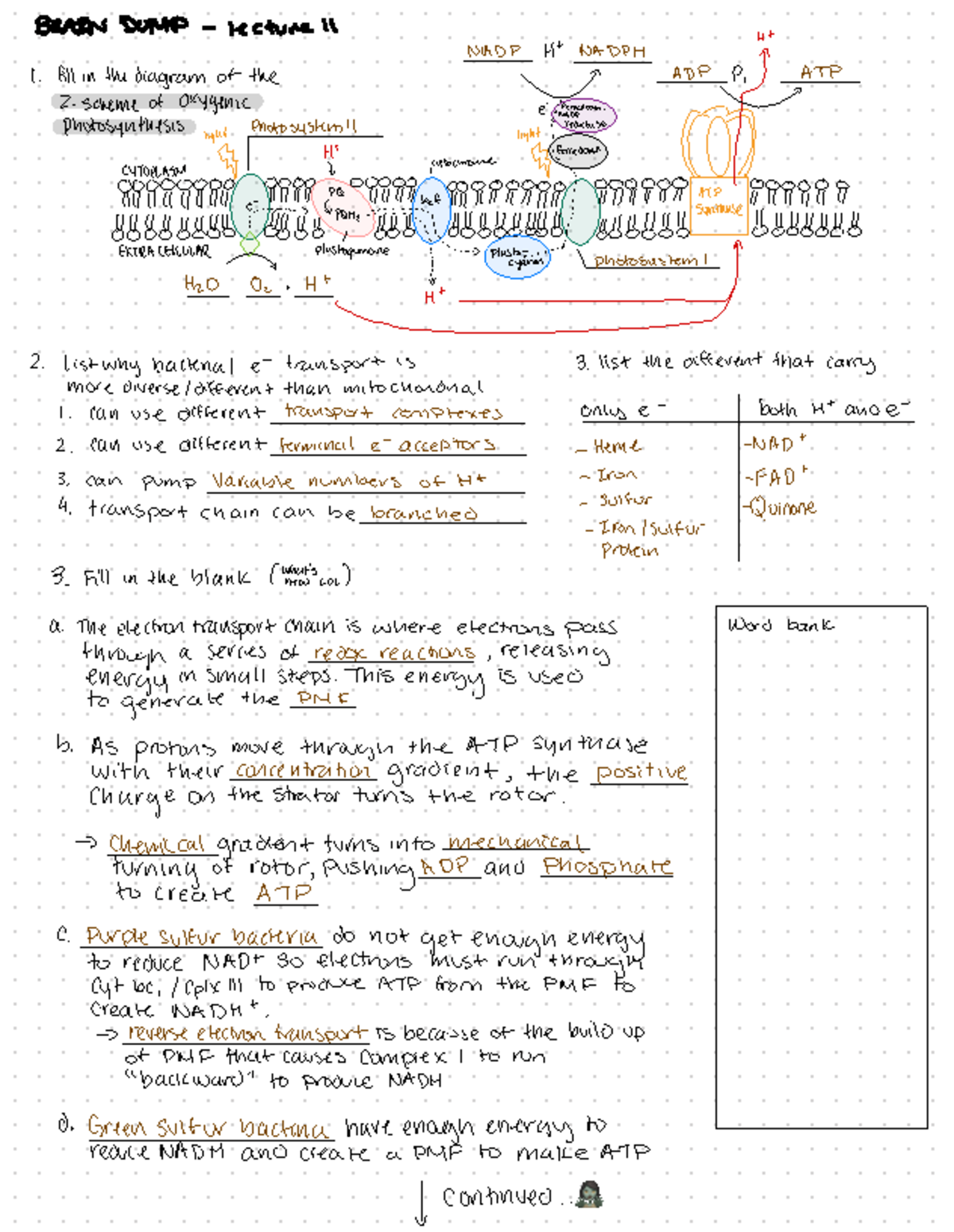 BRAIN DUMP: Lecture Notes for Exam 2 Review (BRAIN 101) - Studocu