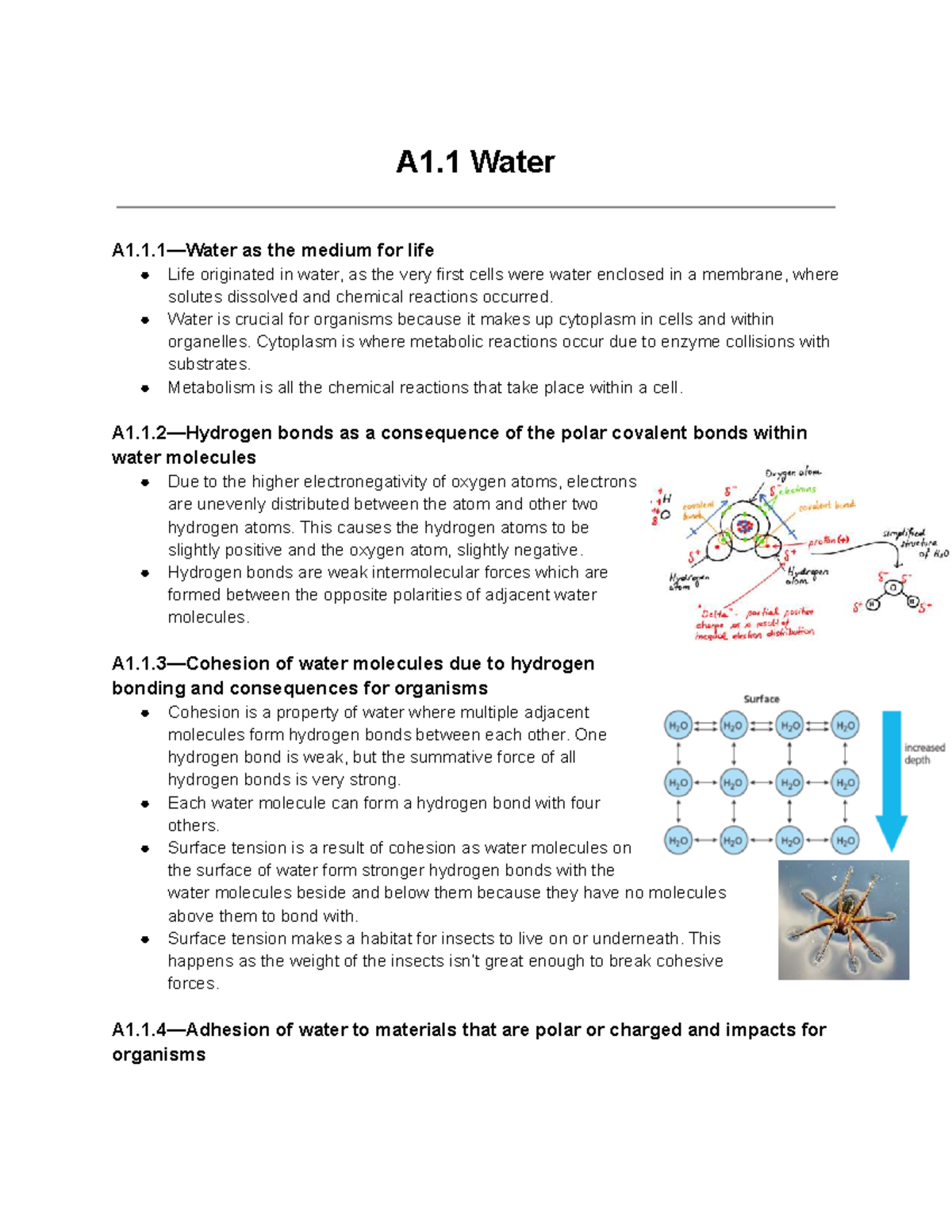 C1.1 Biology Study Sheets: Water's Role in Life and Metabolism - Studocu