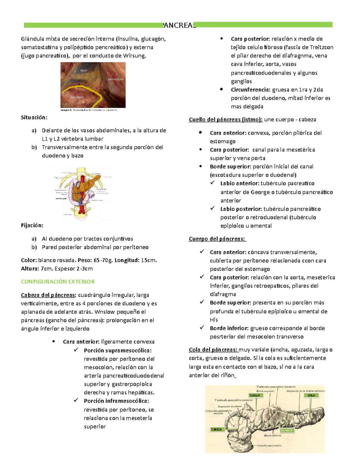 Pancreas - Glándula mixta de secreción interna (insulina, glucagón ...