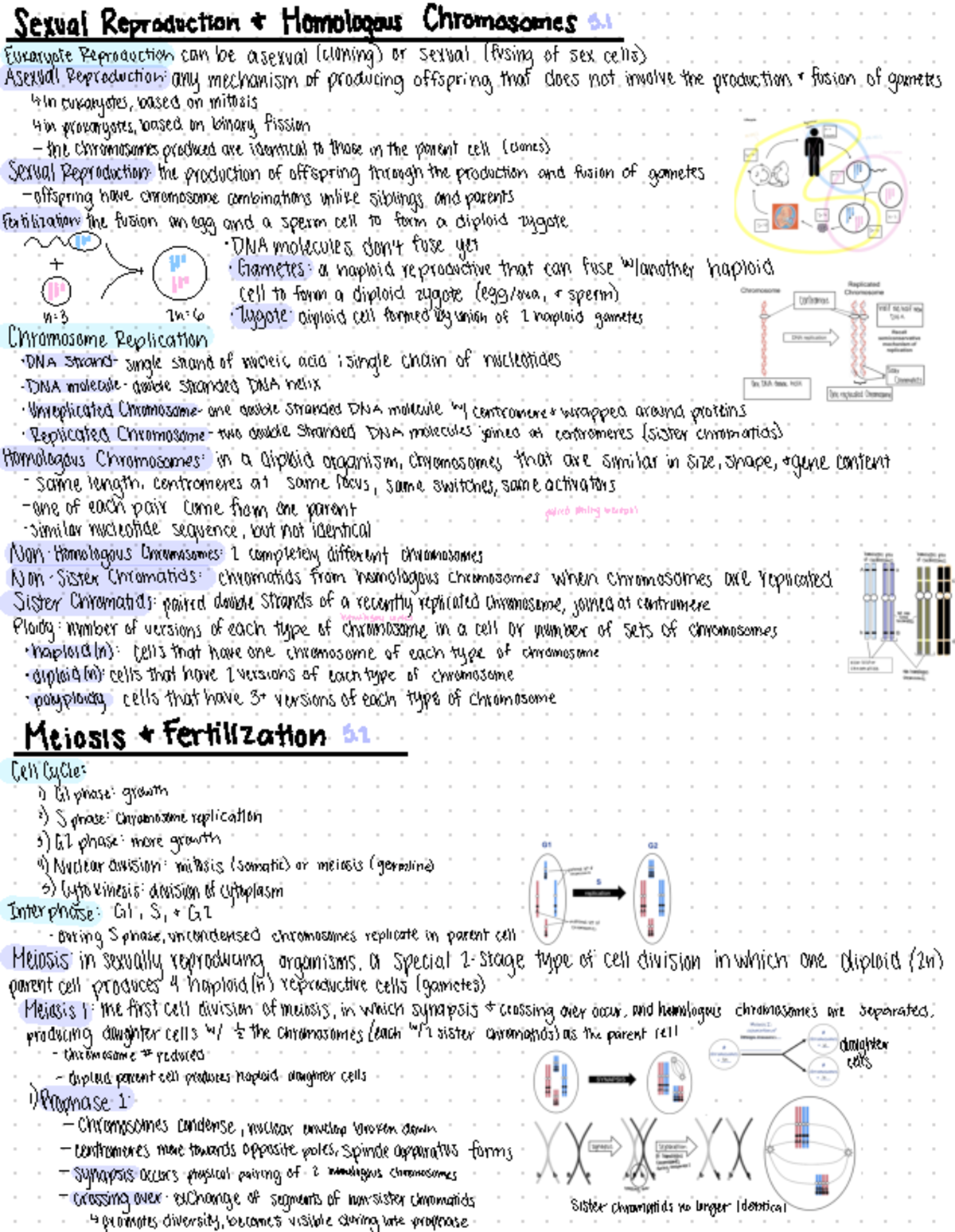 Exam 3 Study Guide - Units 5 & 6: Sexual Reproduction & Genetics - Studocu