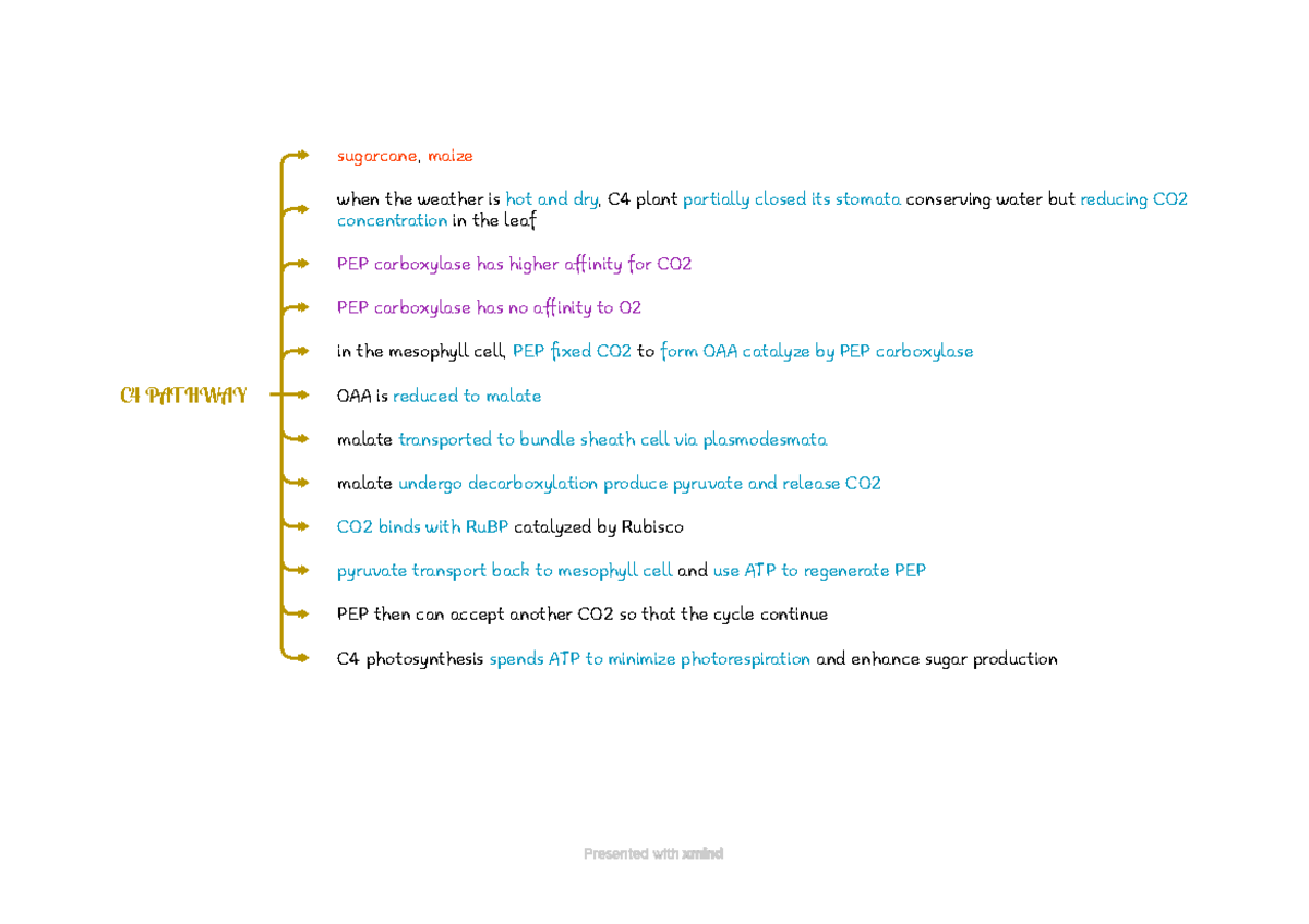C4 Pathway Overview - Mind Map for Plant Physiology (Course Code: 6 ...