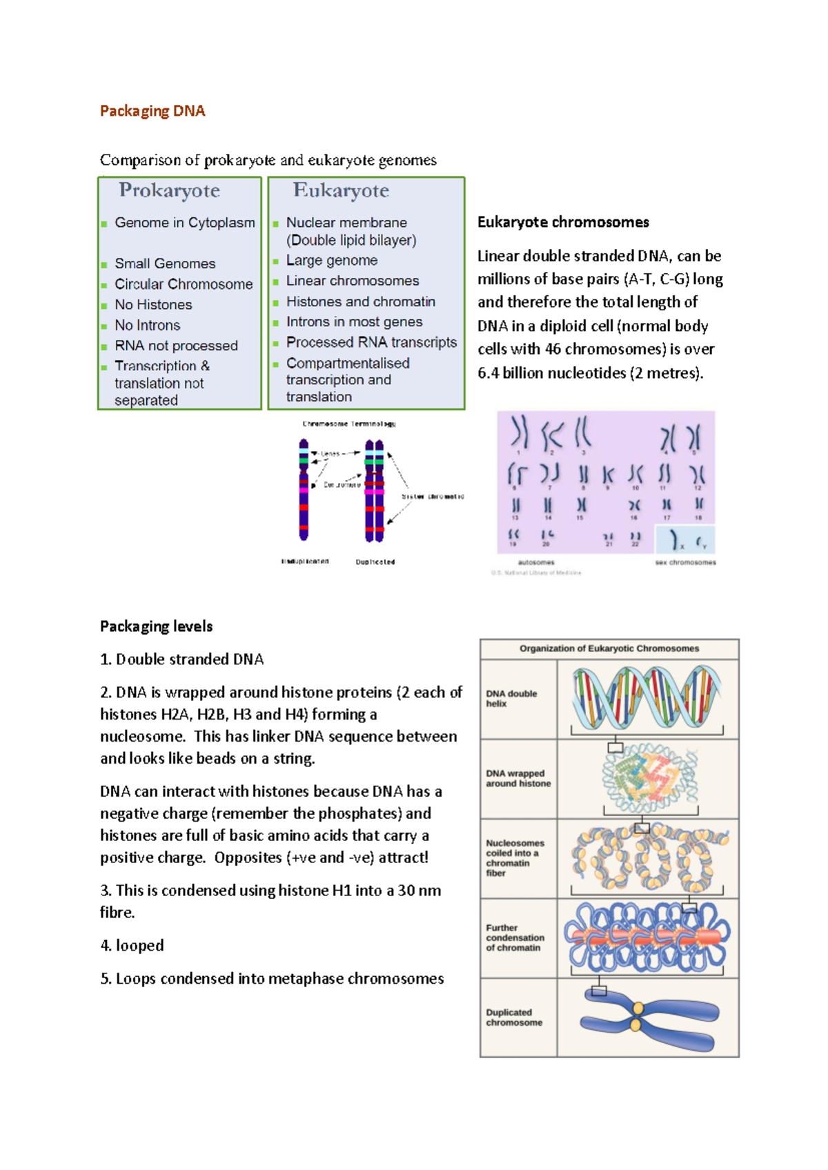 DNA Replication, Cell Cycle, and Mitosis Overview - Biology 101 ...