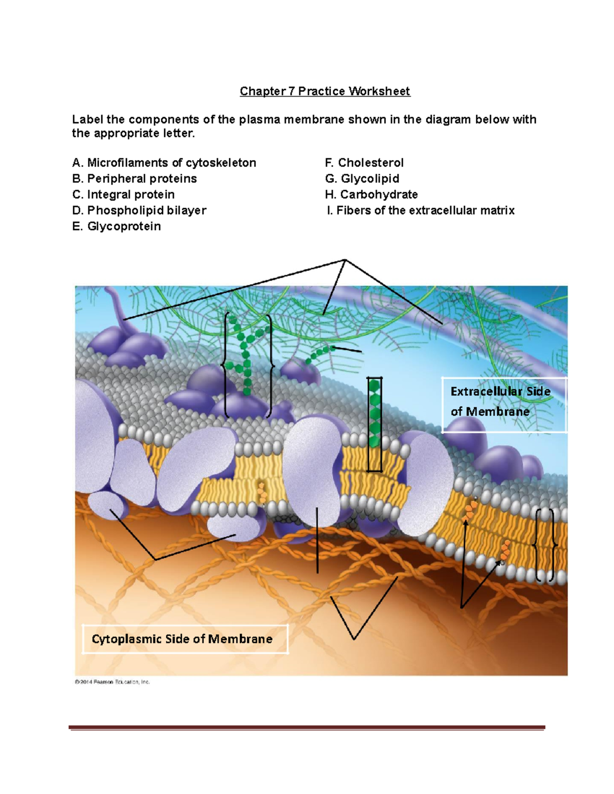Chapter 7 Practice Worksheet: Membrane Structure & Transport Mechanisms - Studocu