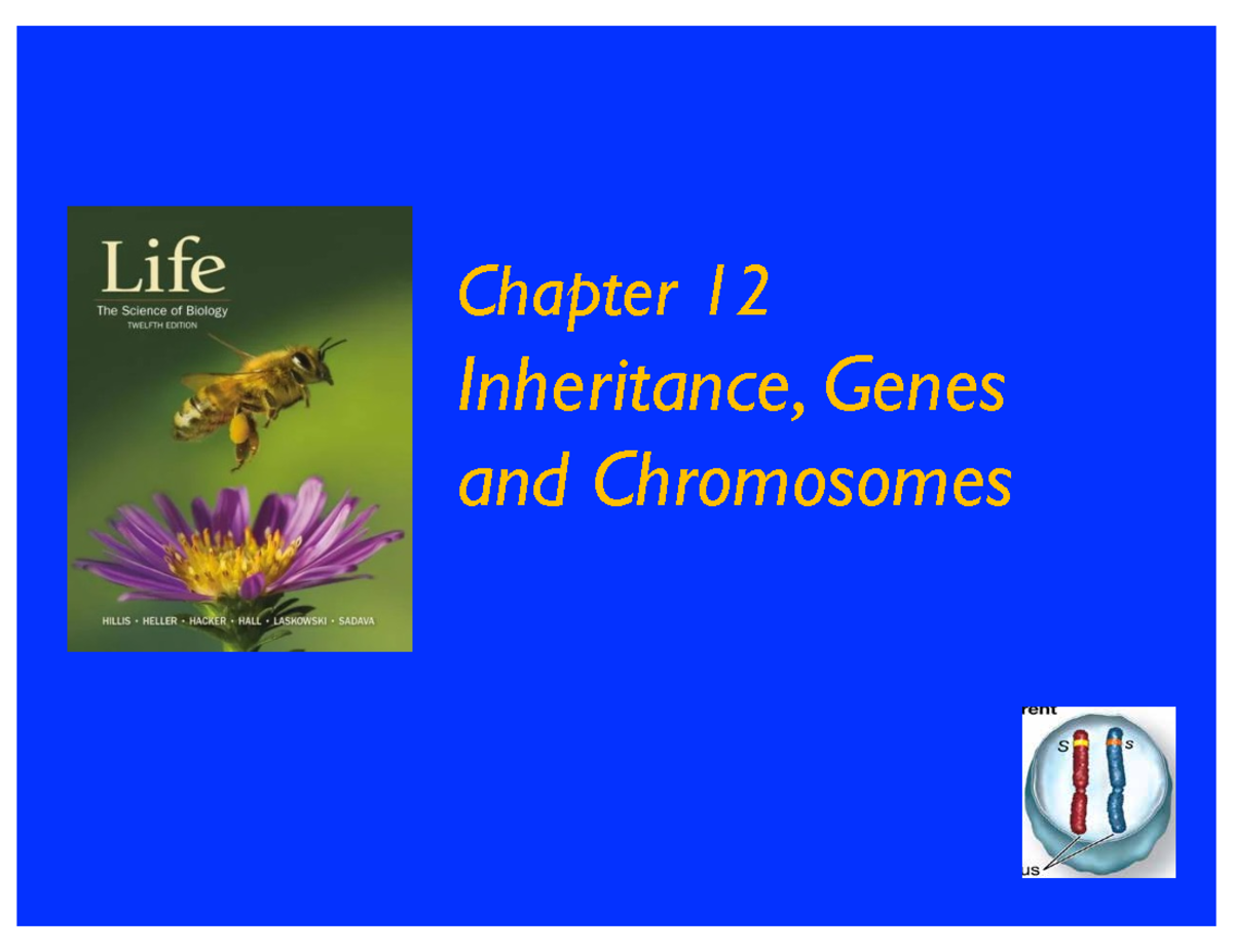 Mendelian Genetics: Laws of Inheritance - BIOL 1010 Lecture Notes - Studocu