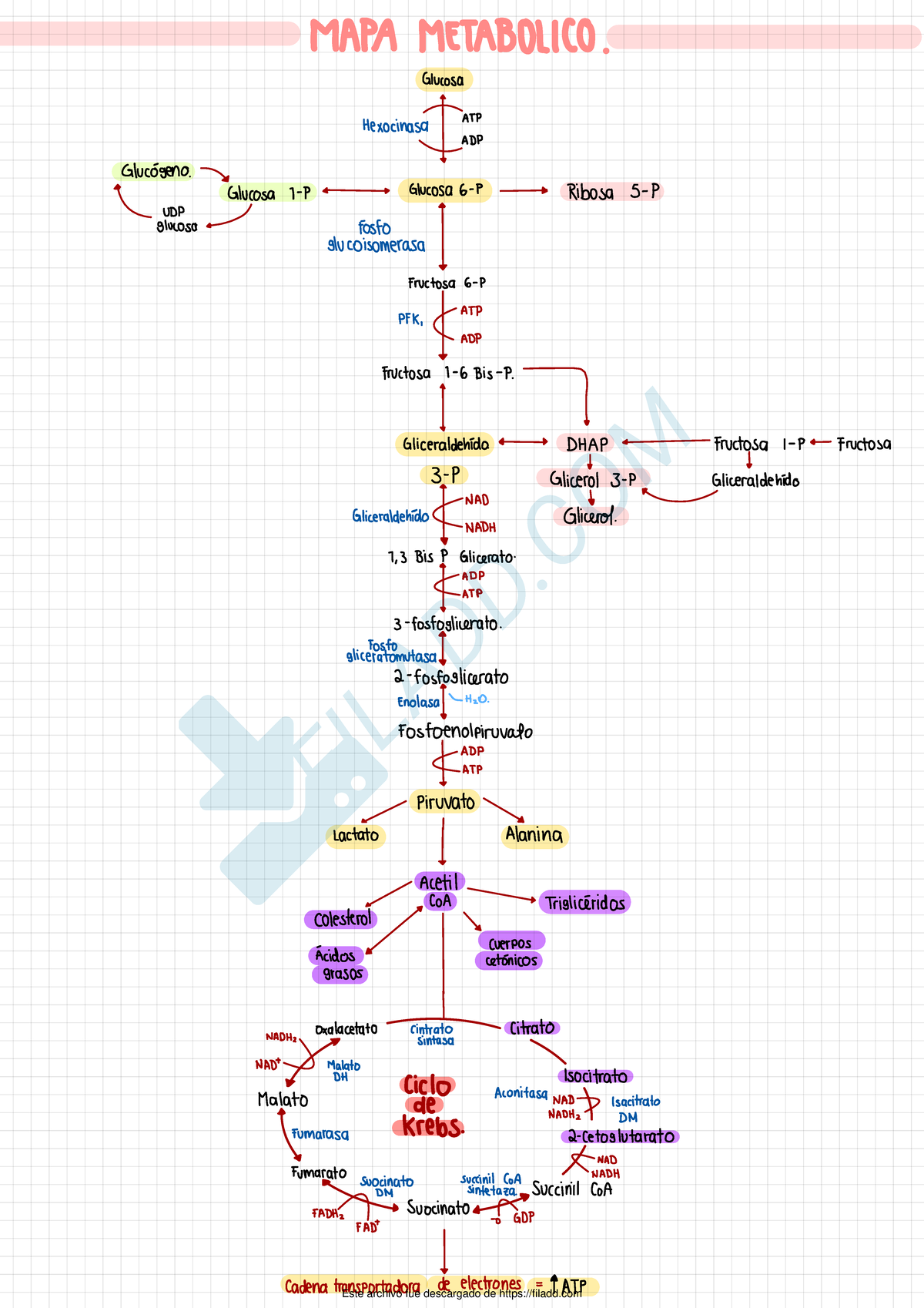 Medicina - Mapa Metabólico de Glucosa y Ciclo de Krebs - Studocu